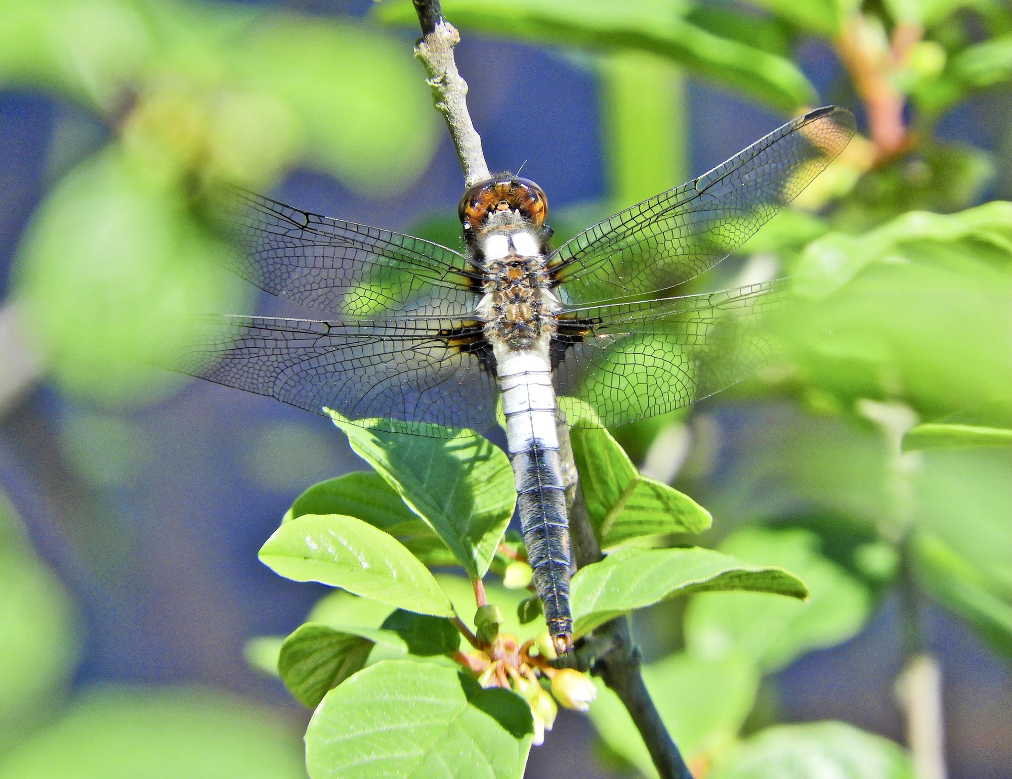 Chalk-fronted Corporal – Pic for Today