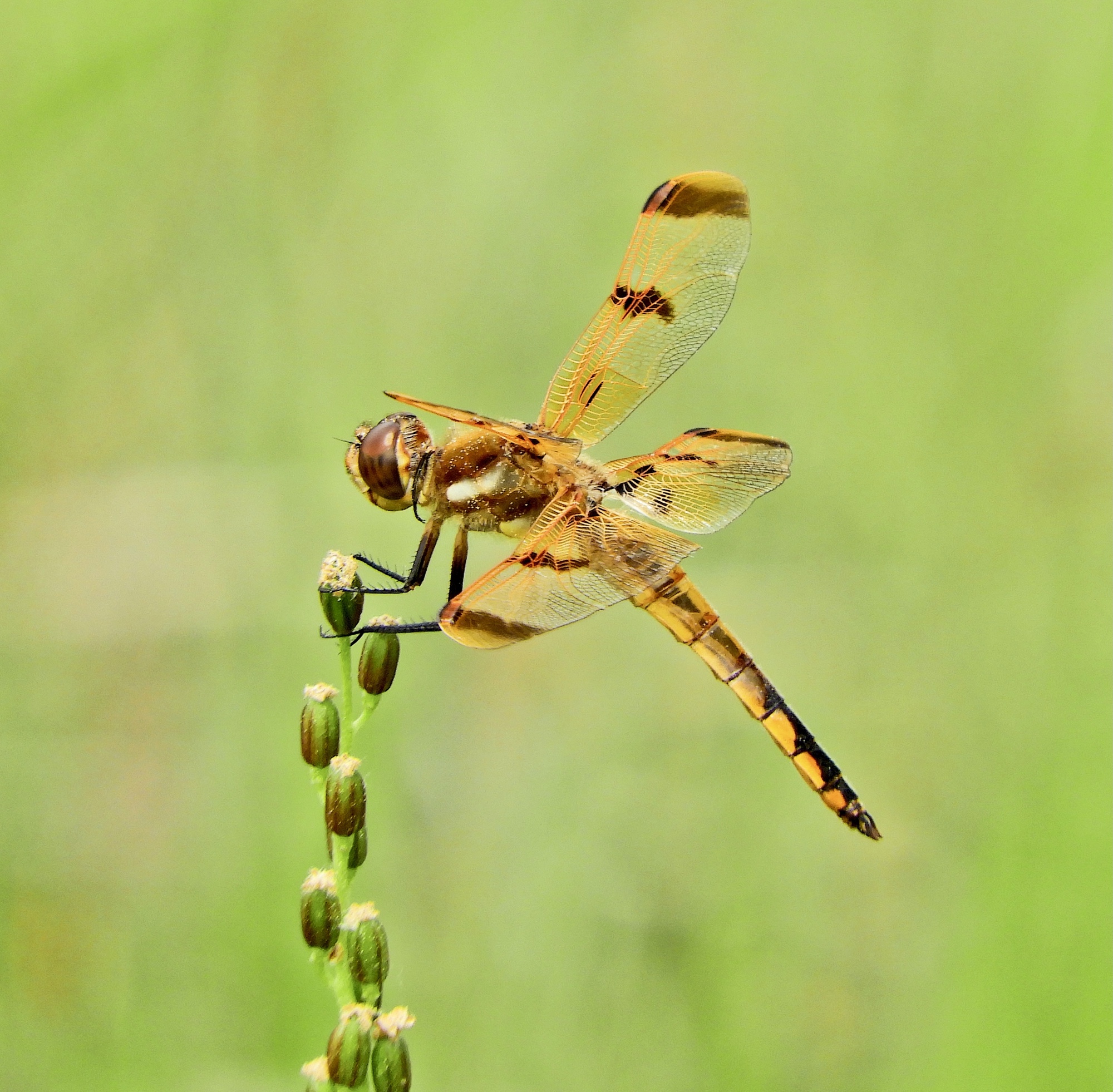 Painted Skimmer – Pic for Today