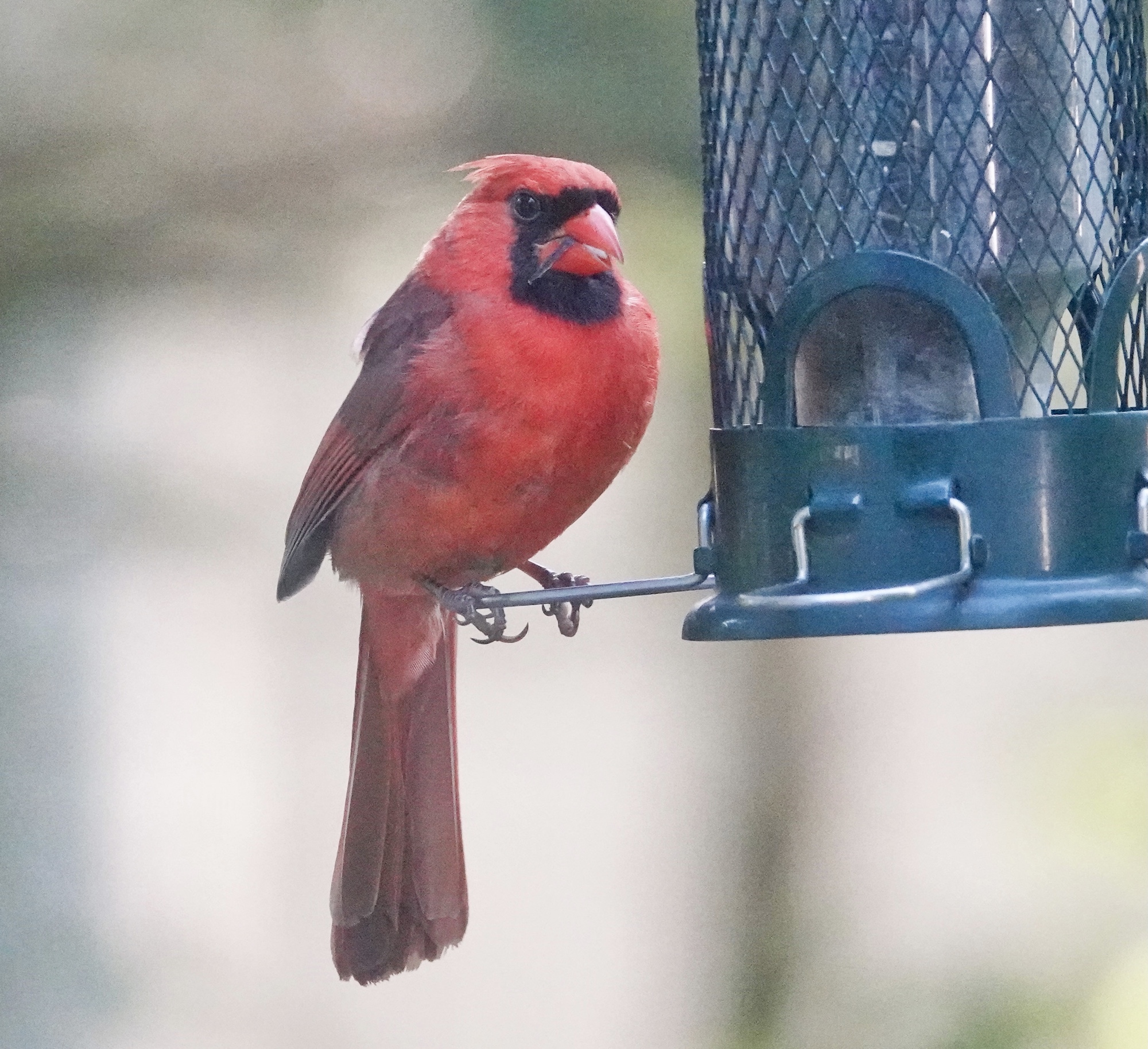 Morning visitor: Cardinal – Pic for Today