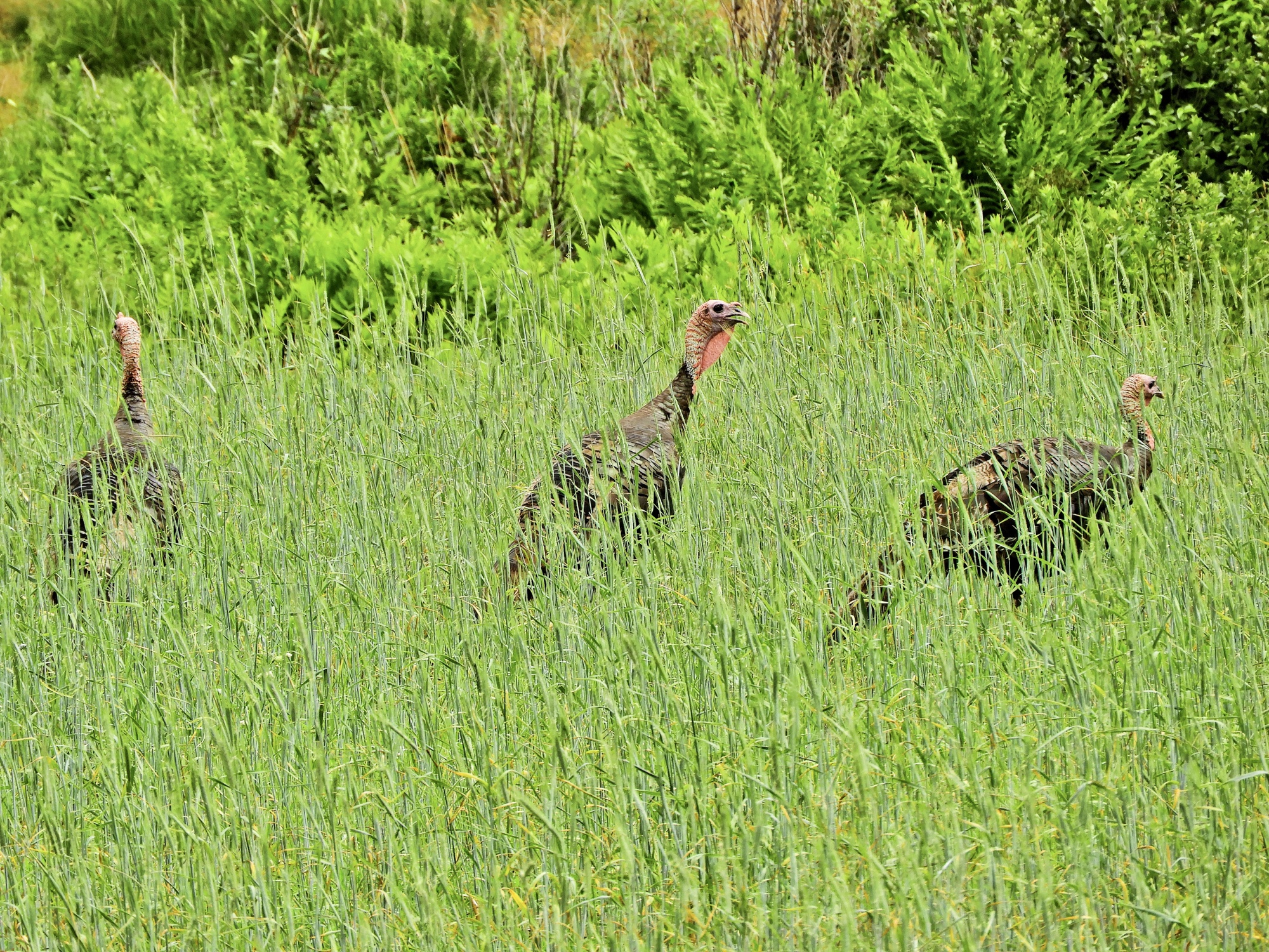 Turkeys in the hay :) – Pic for Today