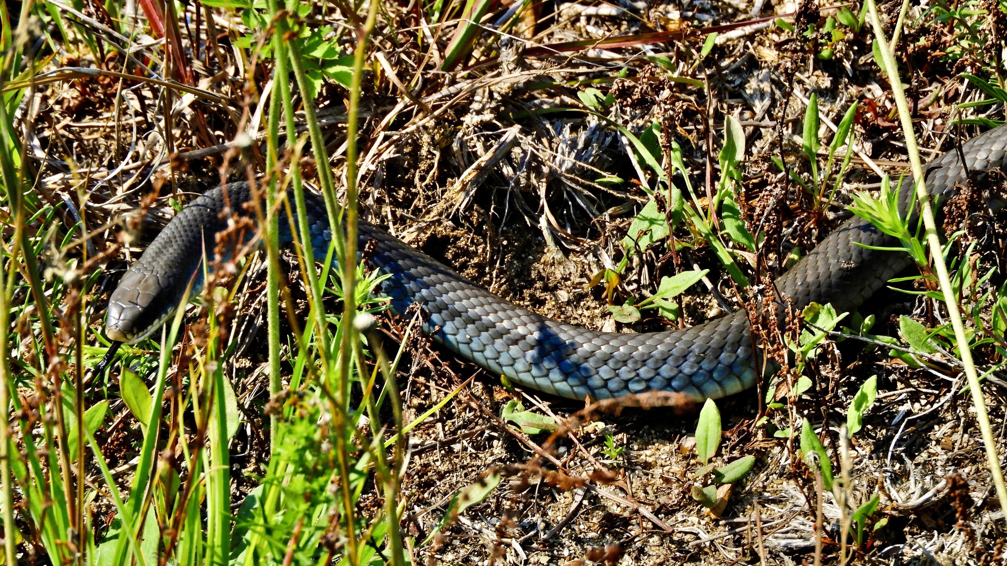 Northern Black Racer – Pic for Today