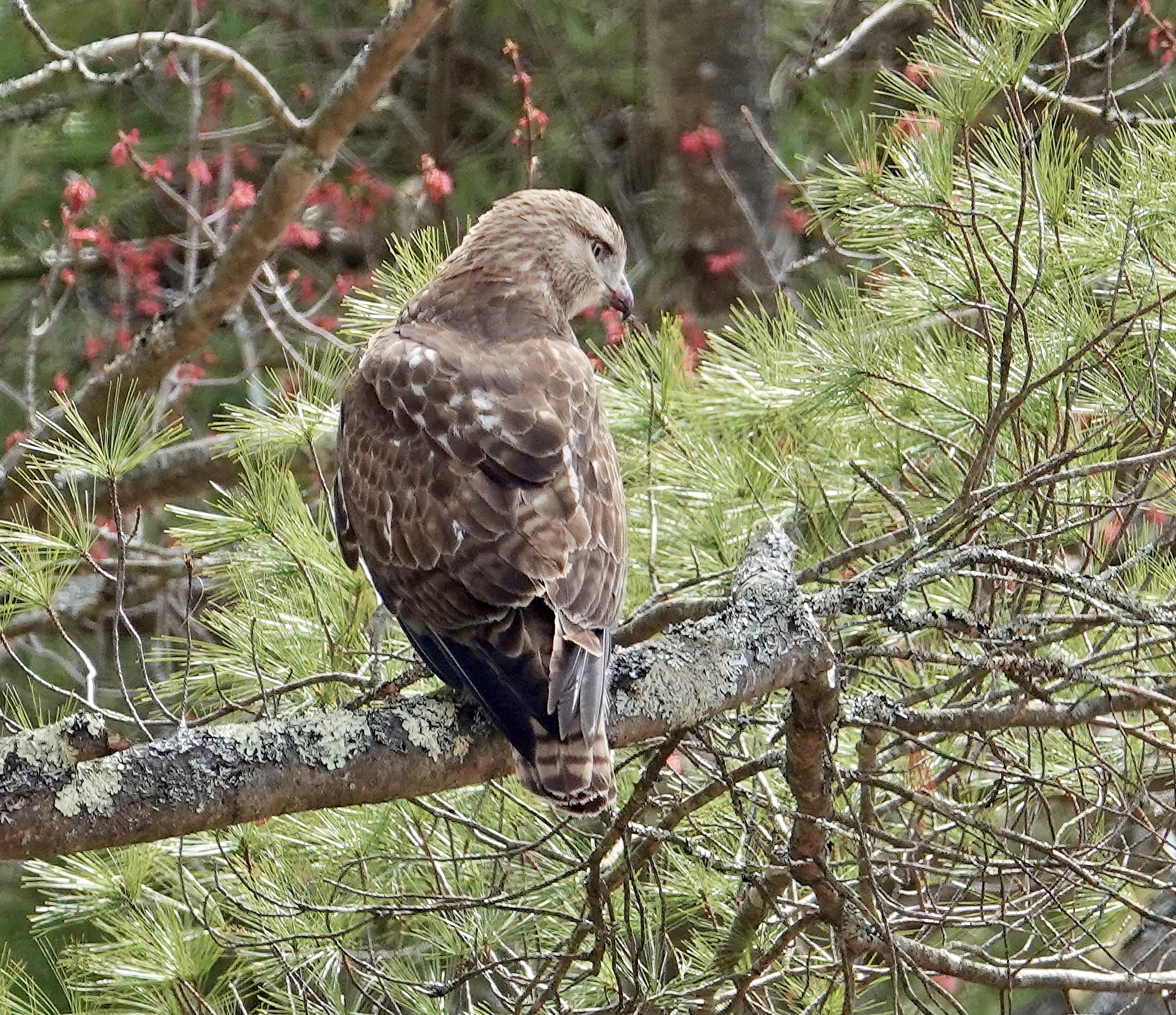 Maine spring edition: Immature Red-tailed Hawk?? – Pic for Today