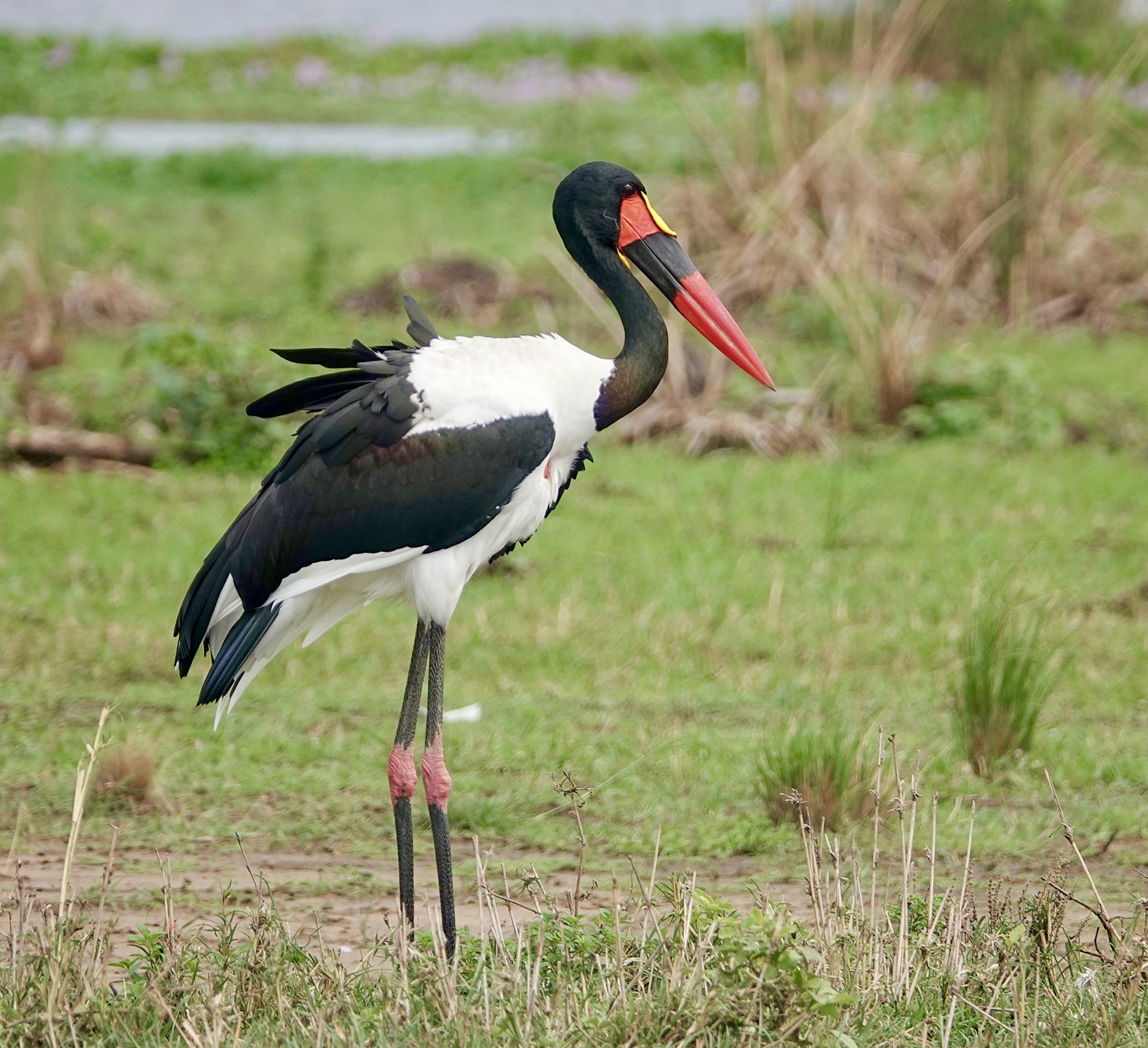 Saddle-billed Stork – Pic for Today