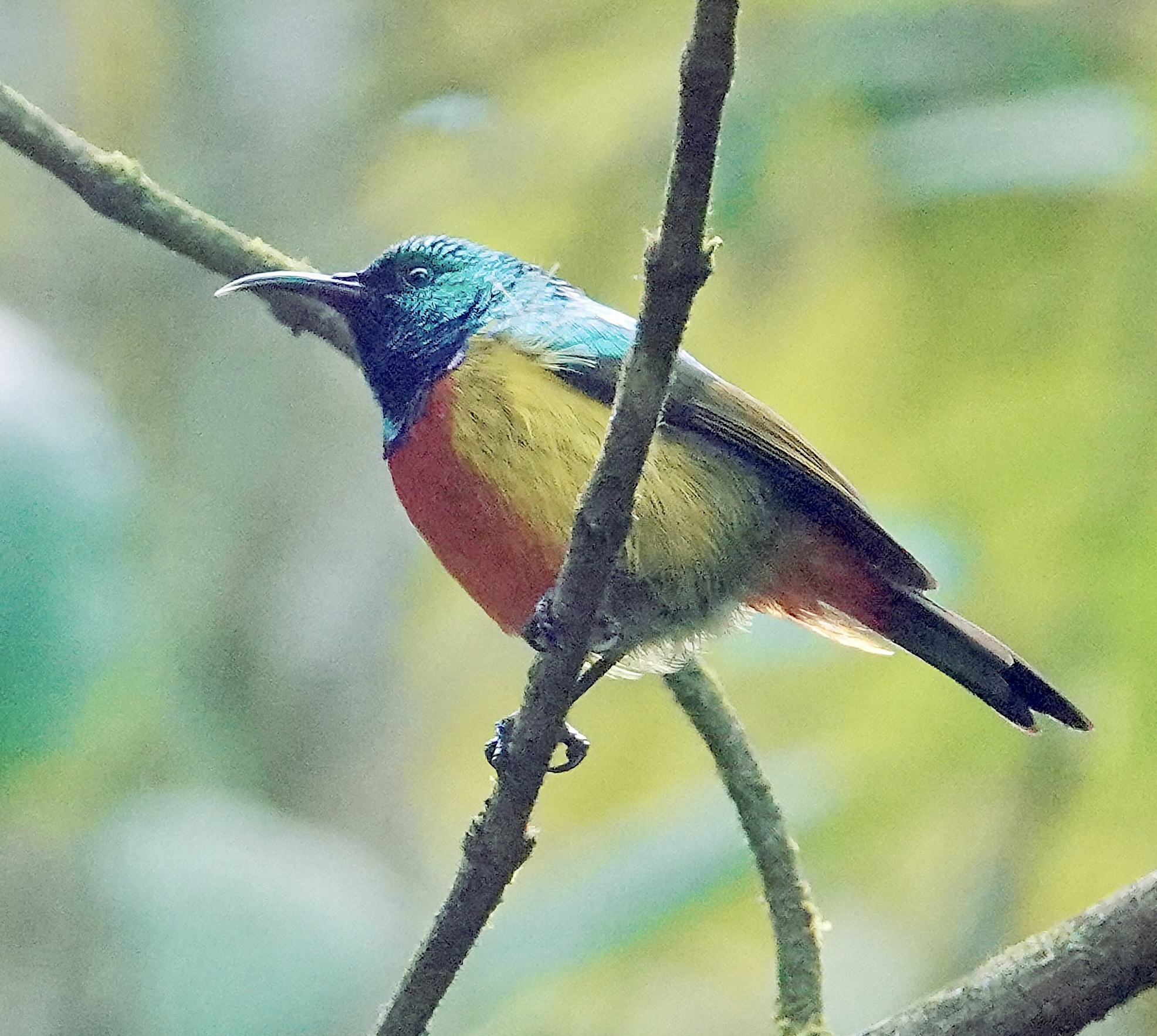 Uganda Edition: Regal Sunbird – Pic for Today