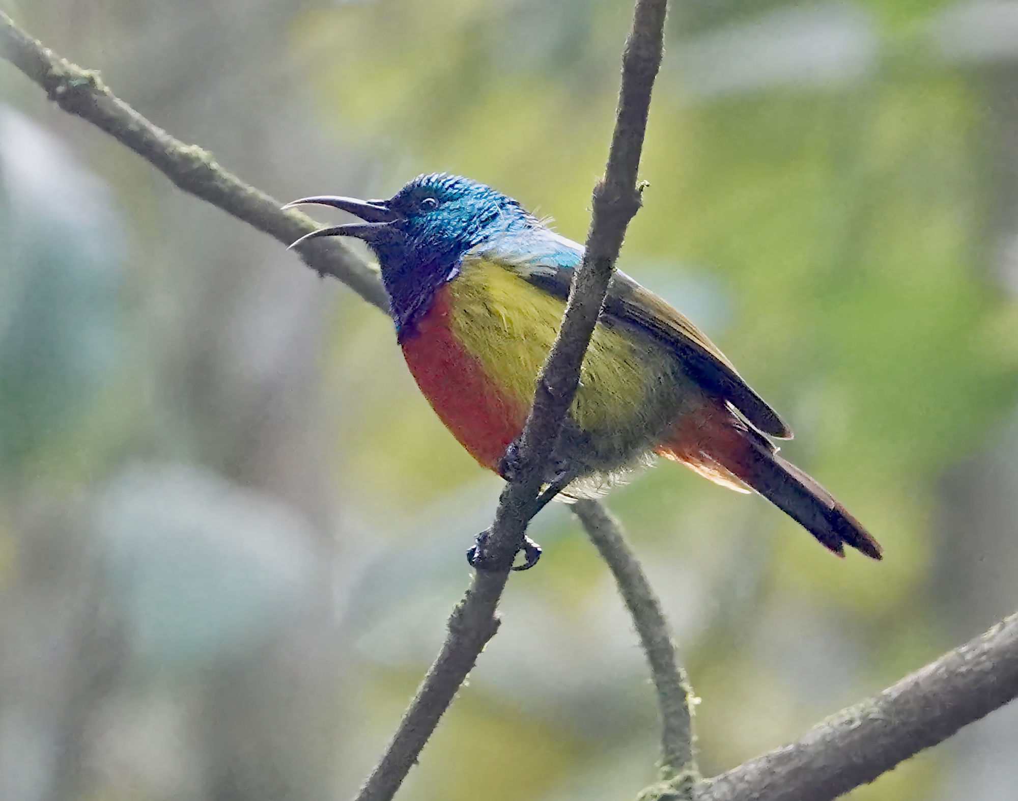 Uganda Edition: Regal Sunbird – Pic for Today