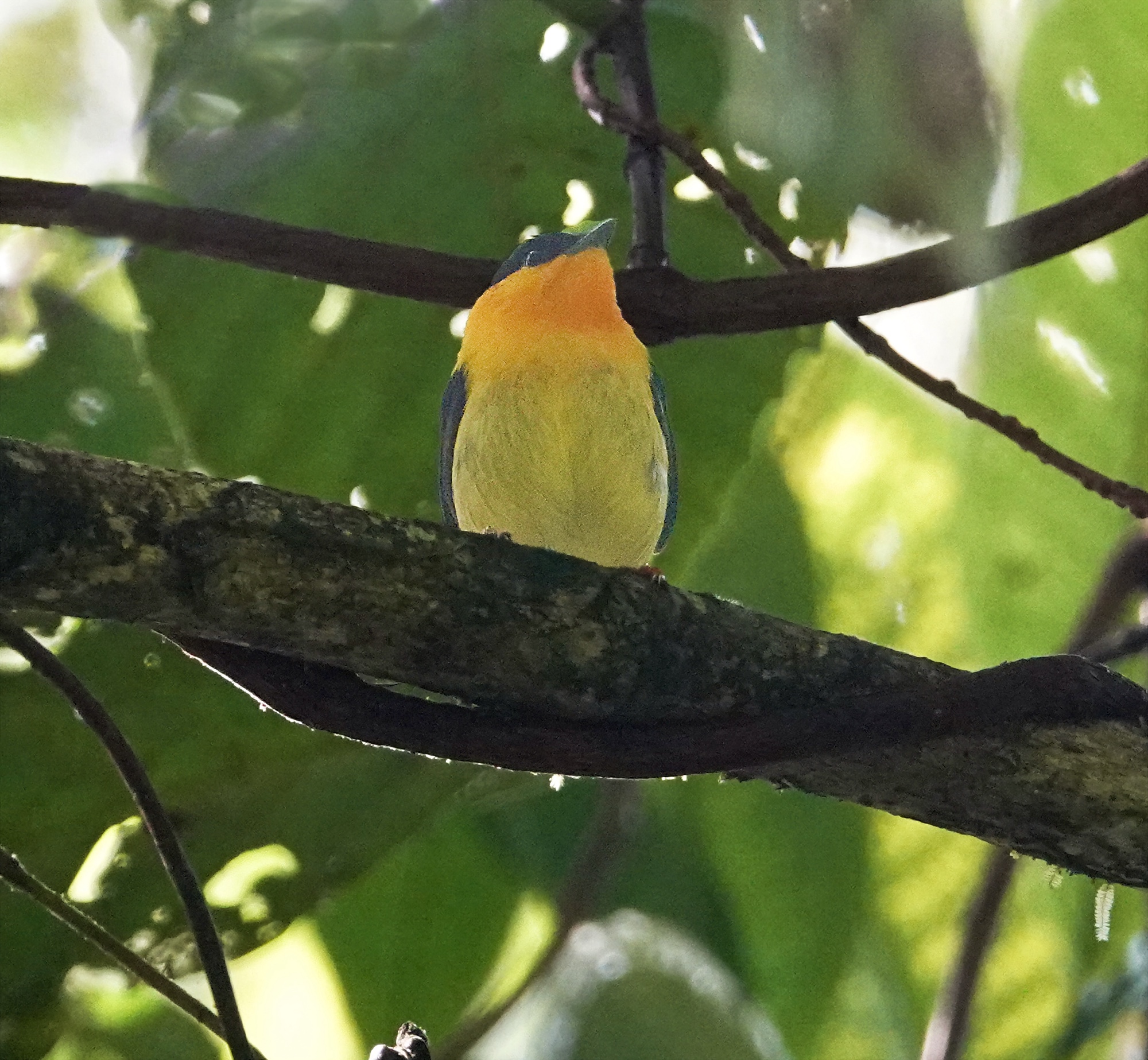 Orange-collared Manakin – Pic for Today