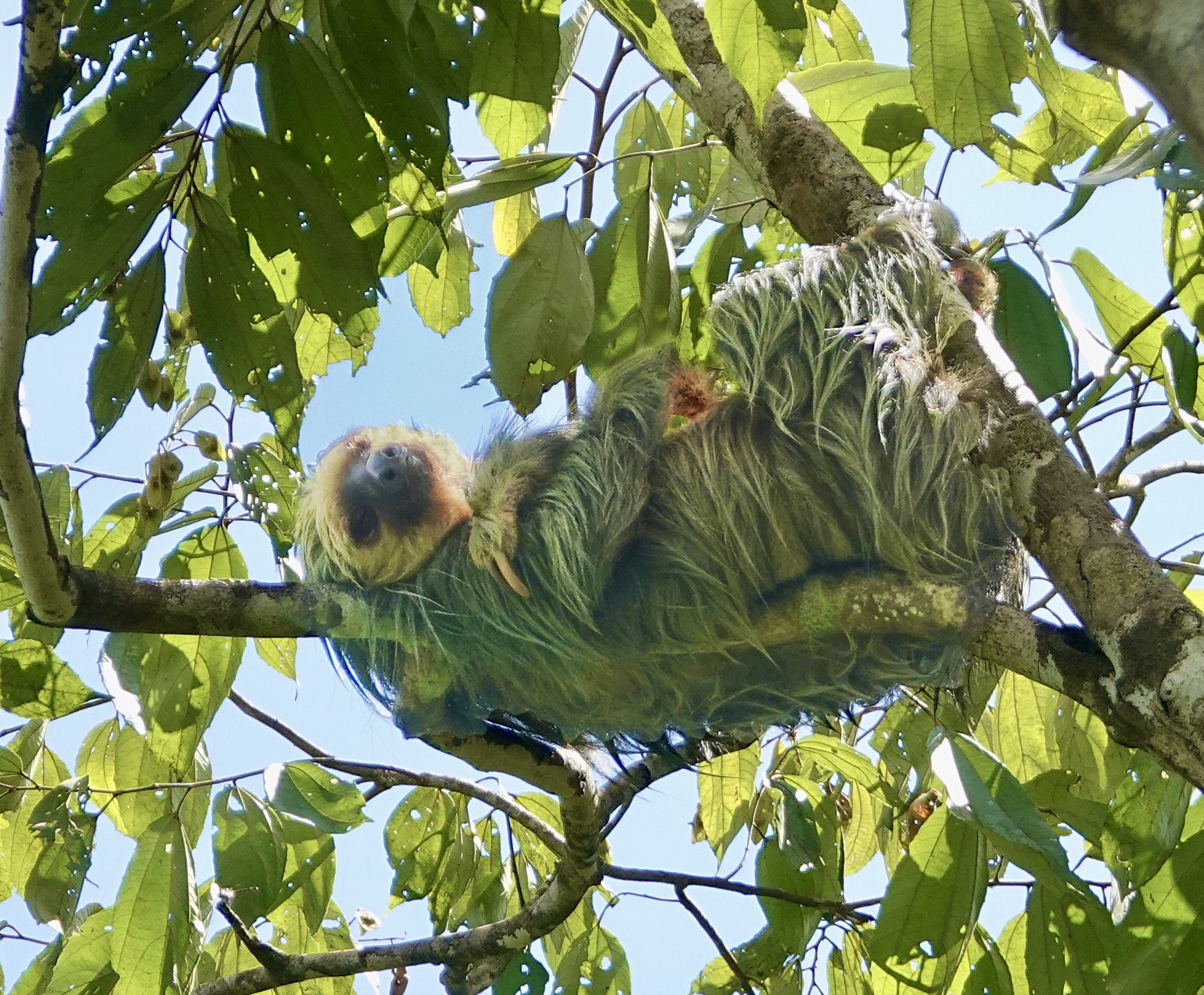 Two-fingered Sloth – Pic for Today