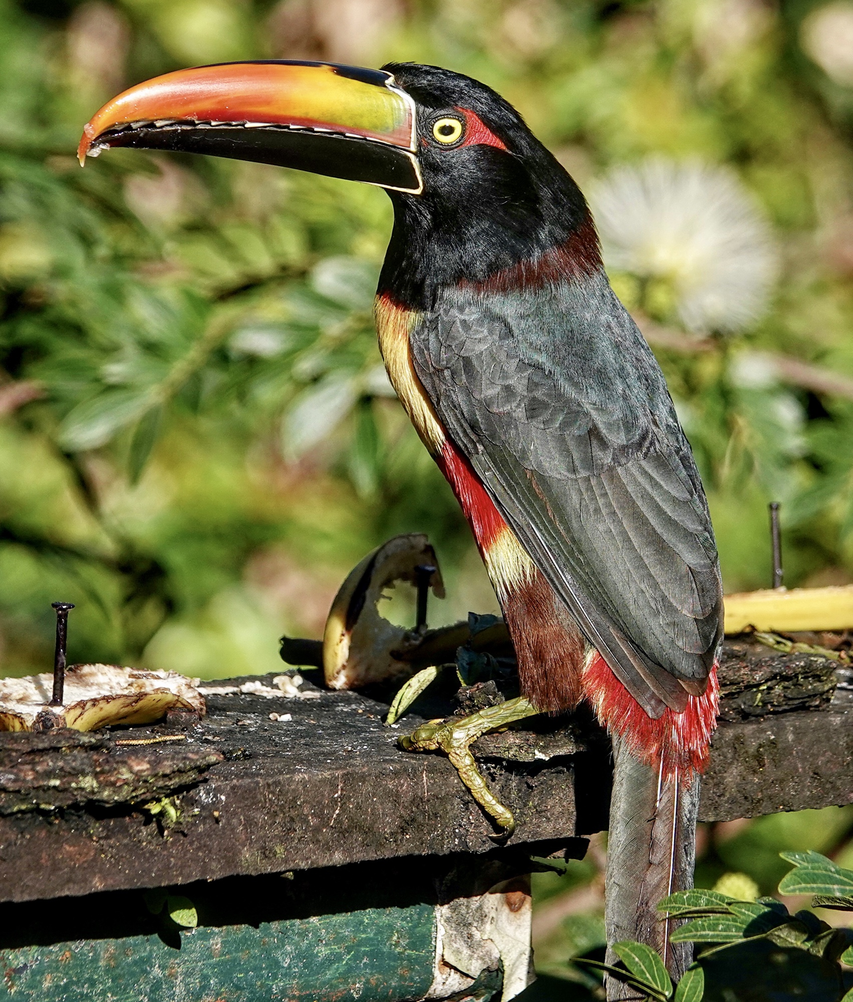 Fiery-billed Aracari – Pic for Today