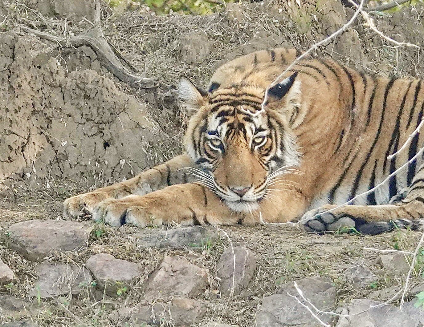Tiger close-up – Pic for Today