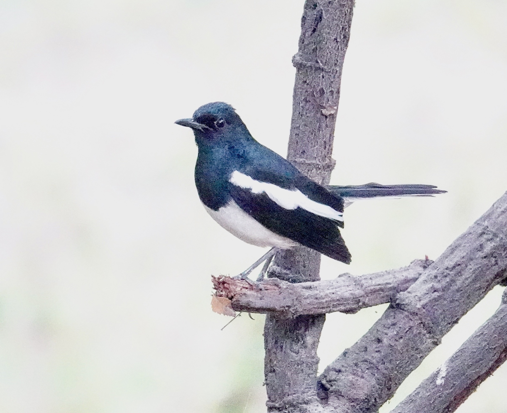 Oriental Magpie Robin – Pic for Today