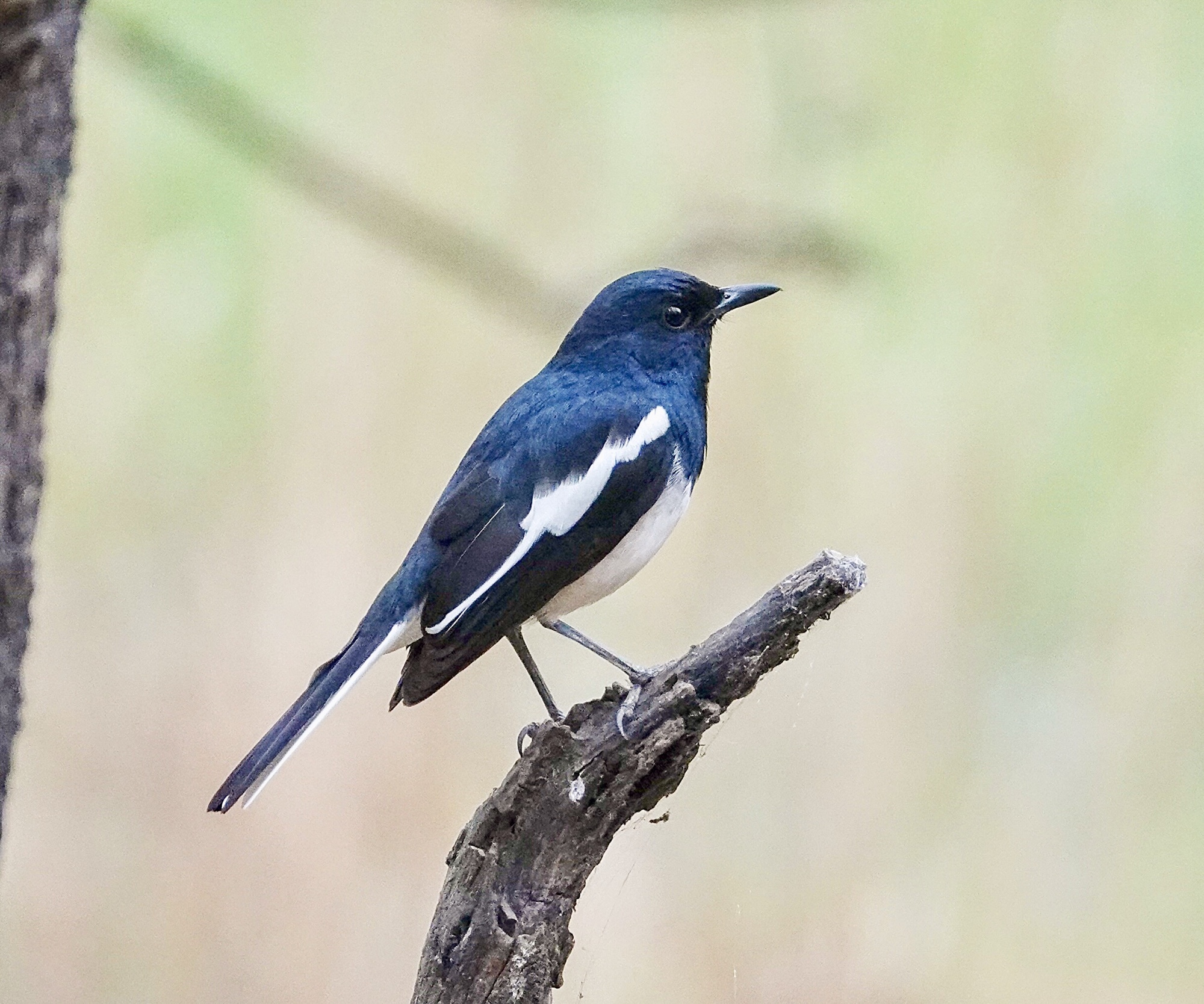 Oriental Magpie Robin – Pic for Today