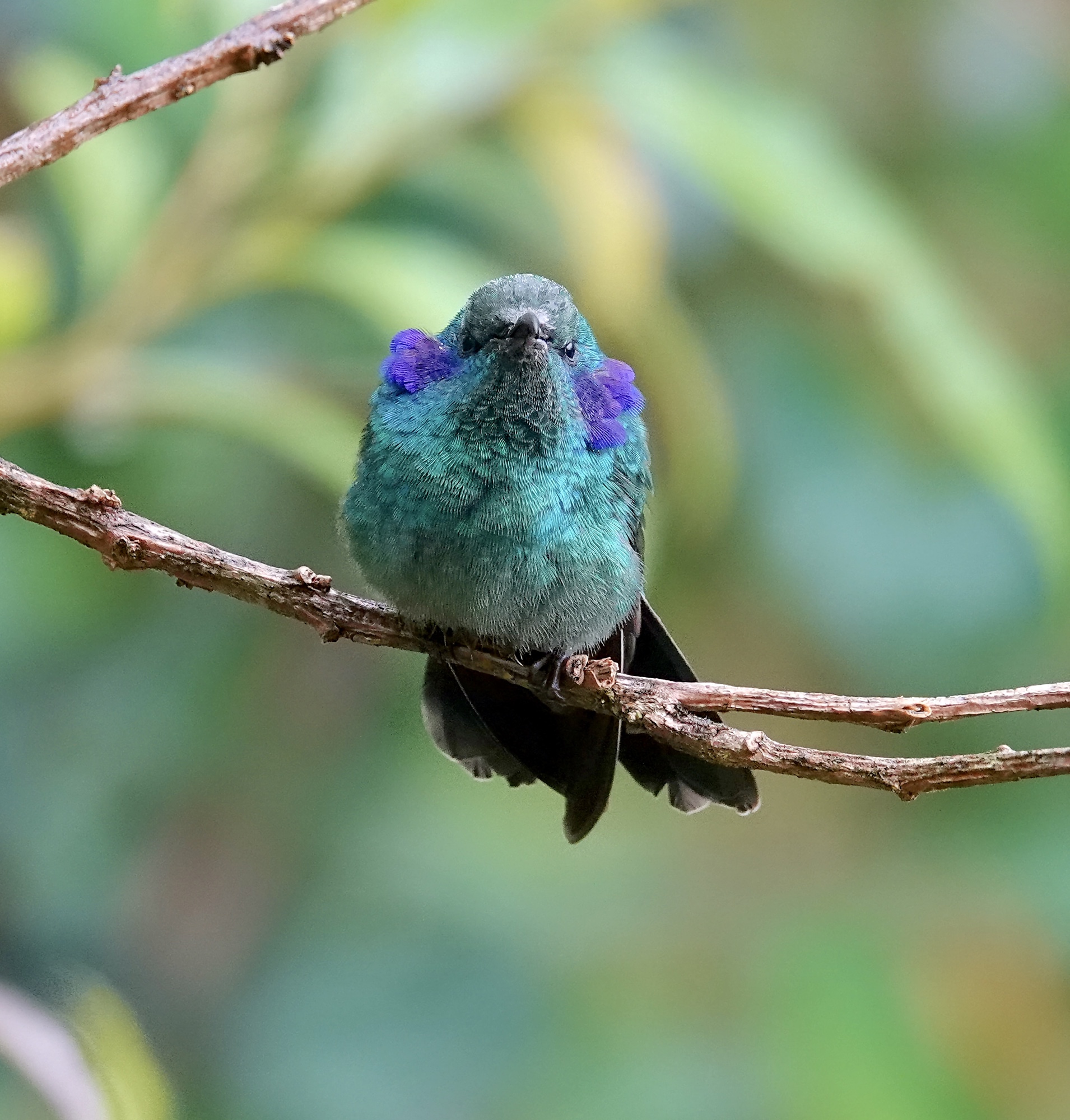 Costa Rica! Lesser Violetear Hummingbird – Pic for Today