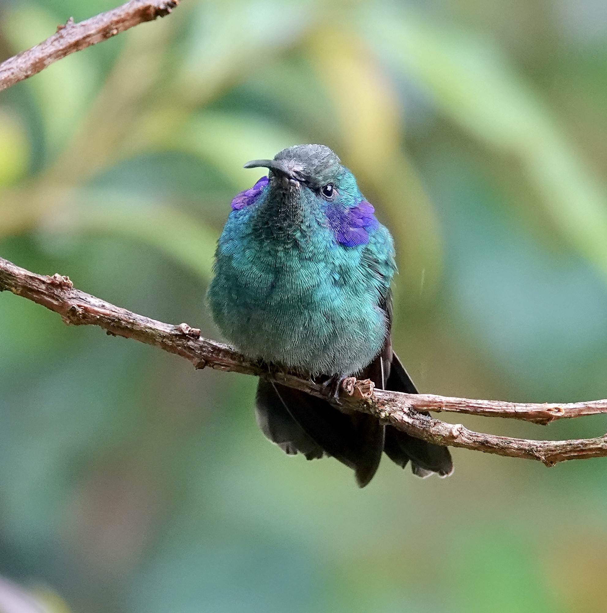 Costa Rica! Lesser Violetear Hummingbird – Pic for Today