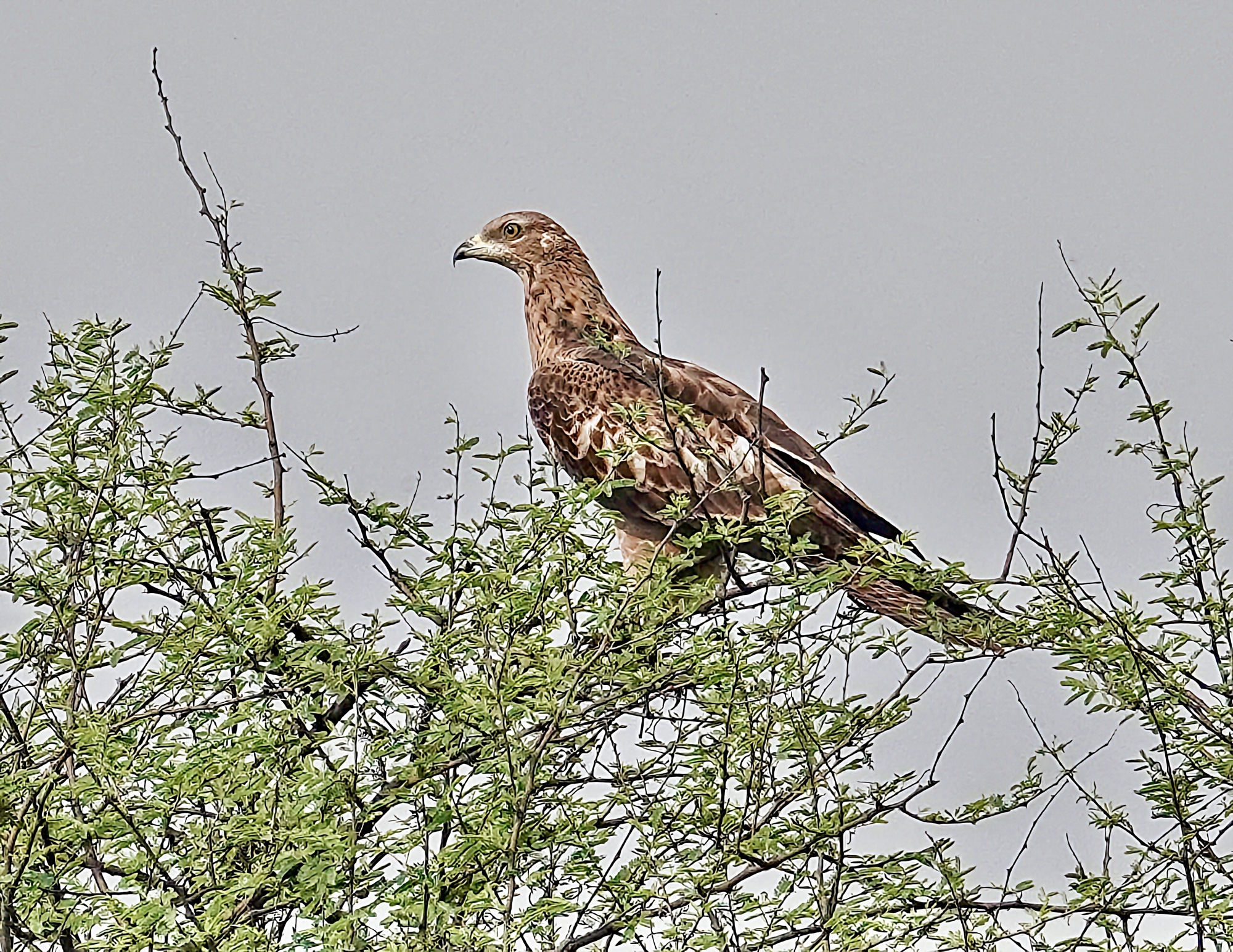 Oriental Honey Buzzard? – Pic for Today