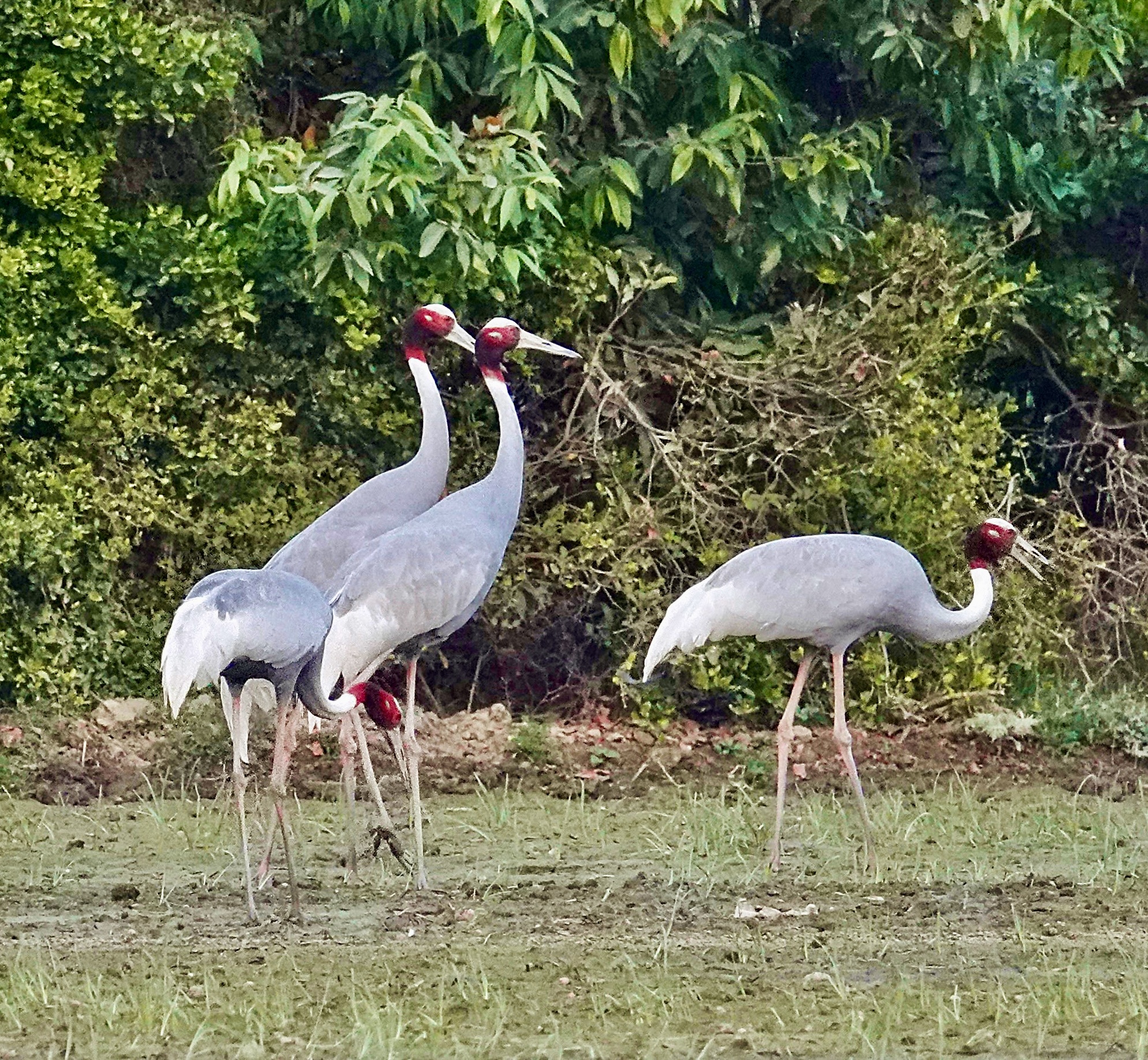 Sarus Cranes again! – Pic for Today