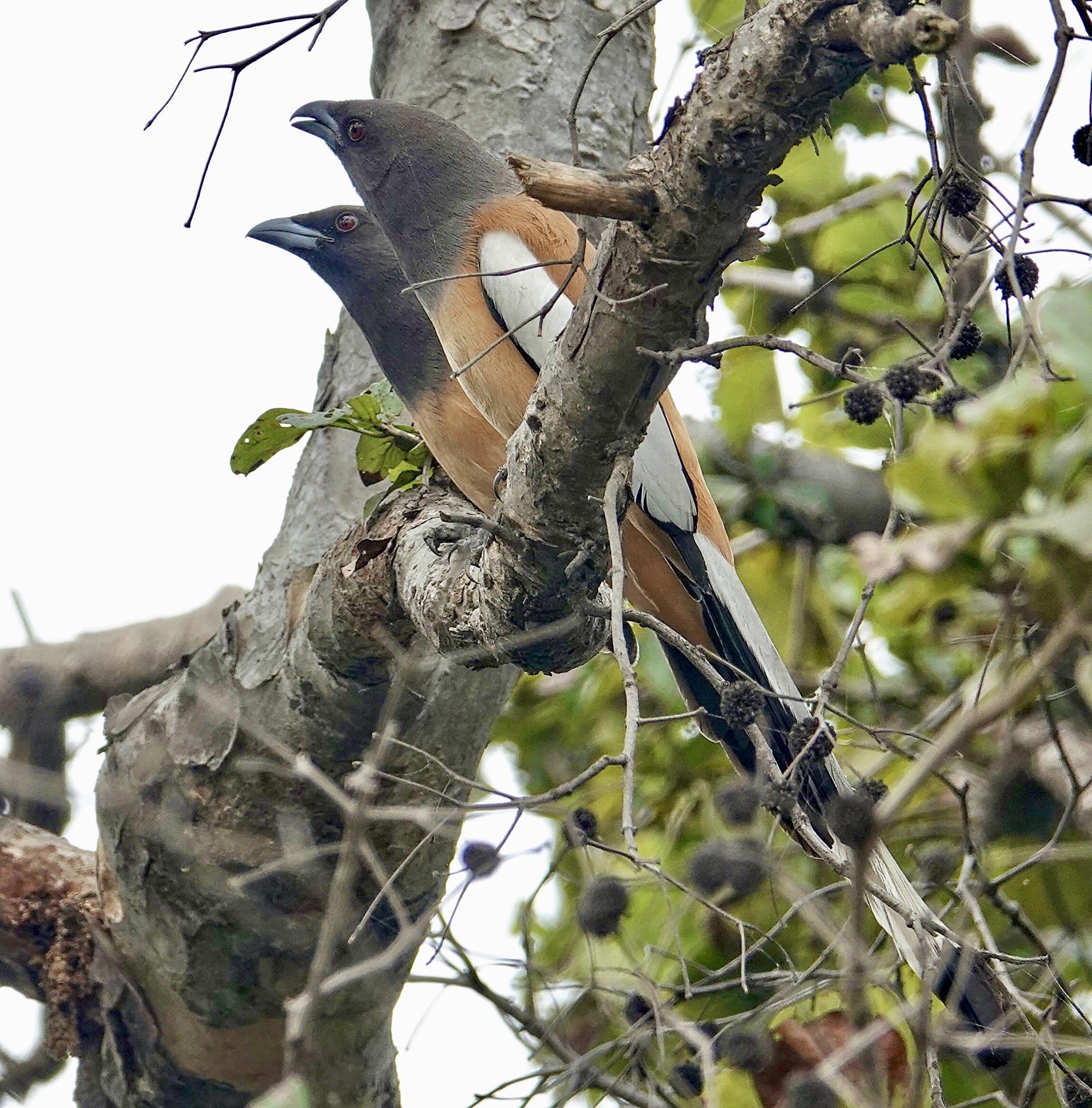 India! Rufous Treepie – Pic for Today
