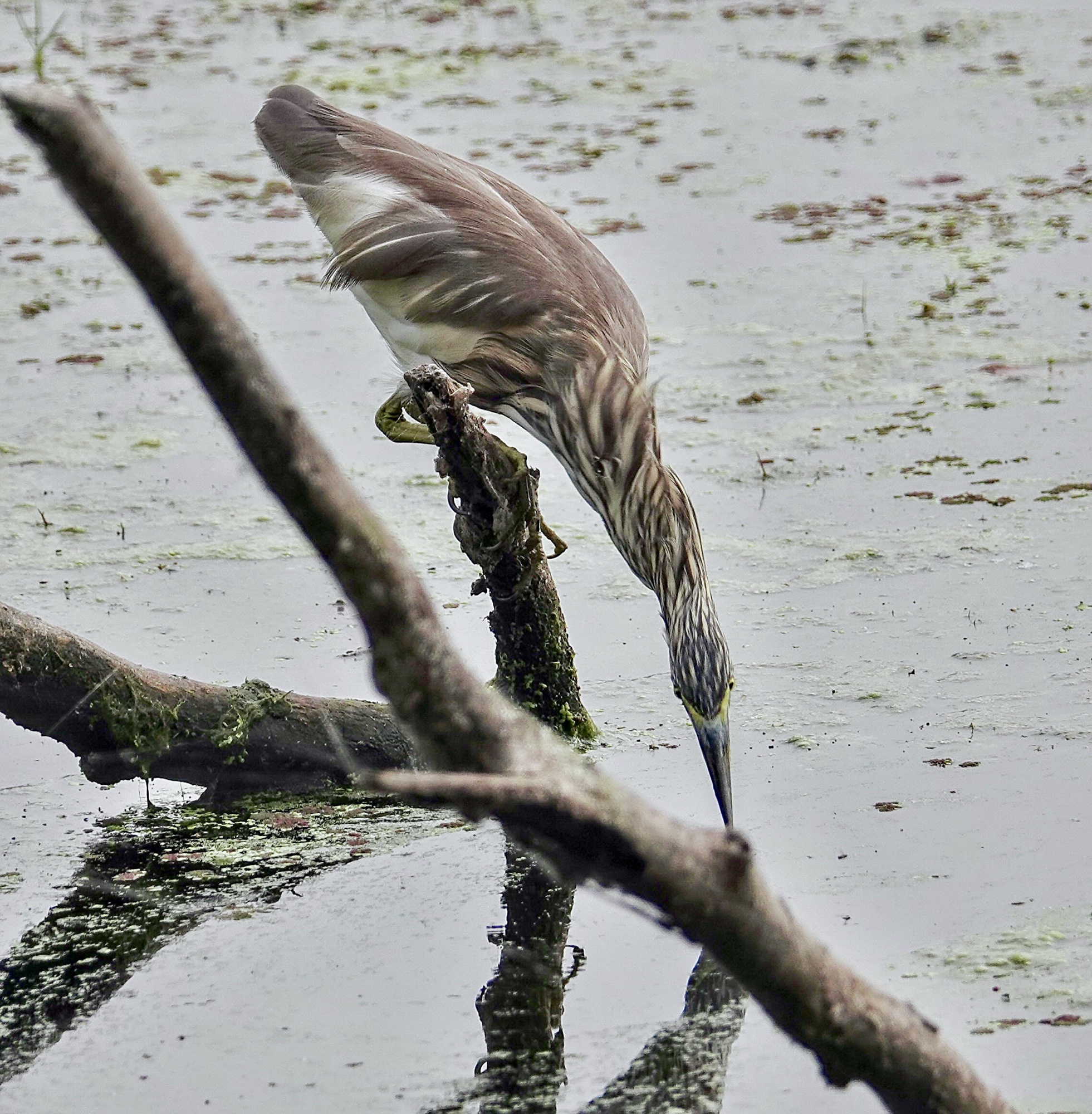India! Indian Pond Heron – Pic for Today