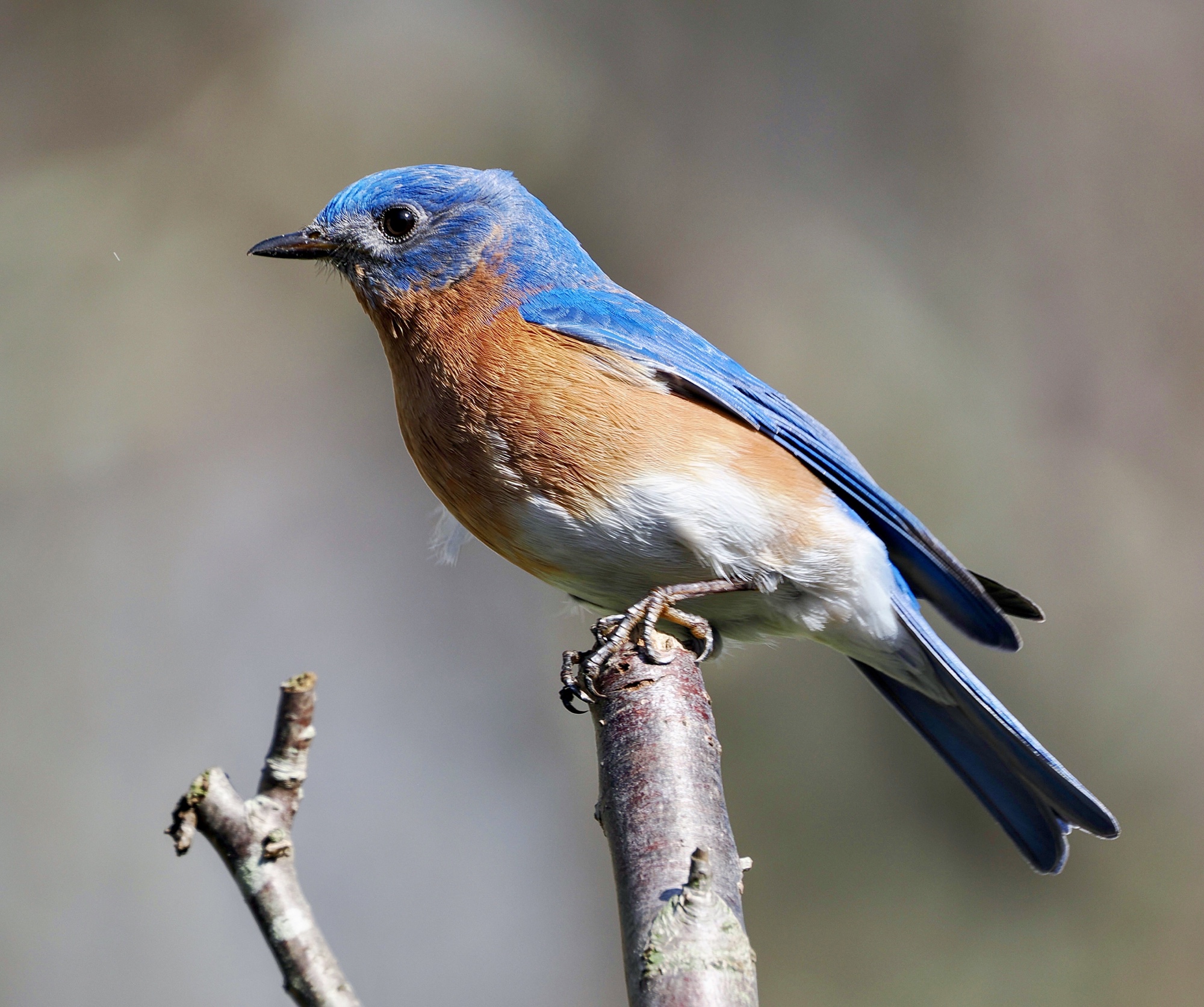 Maine! Eastern Bluebird – Pic for Today