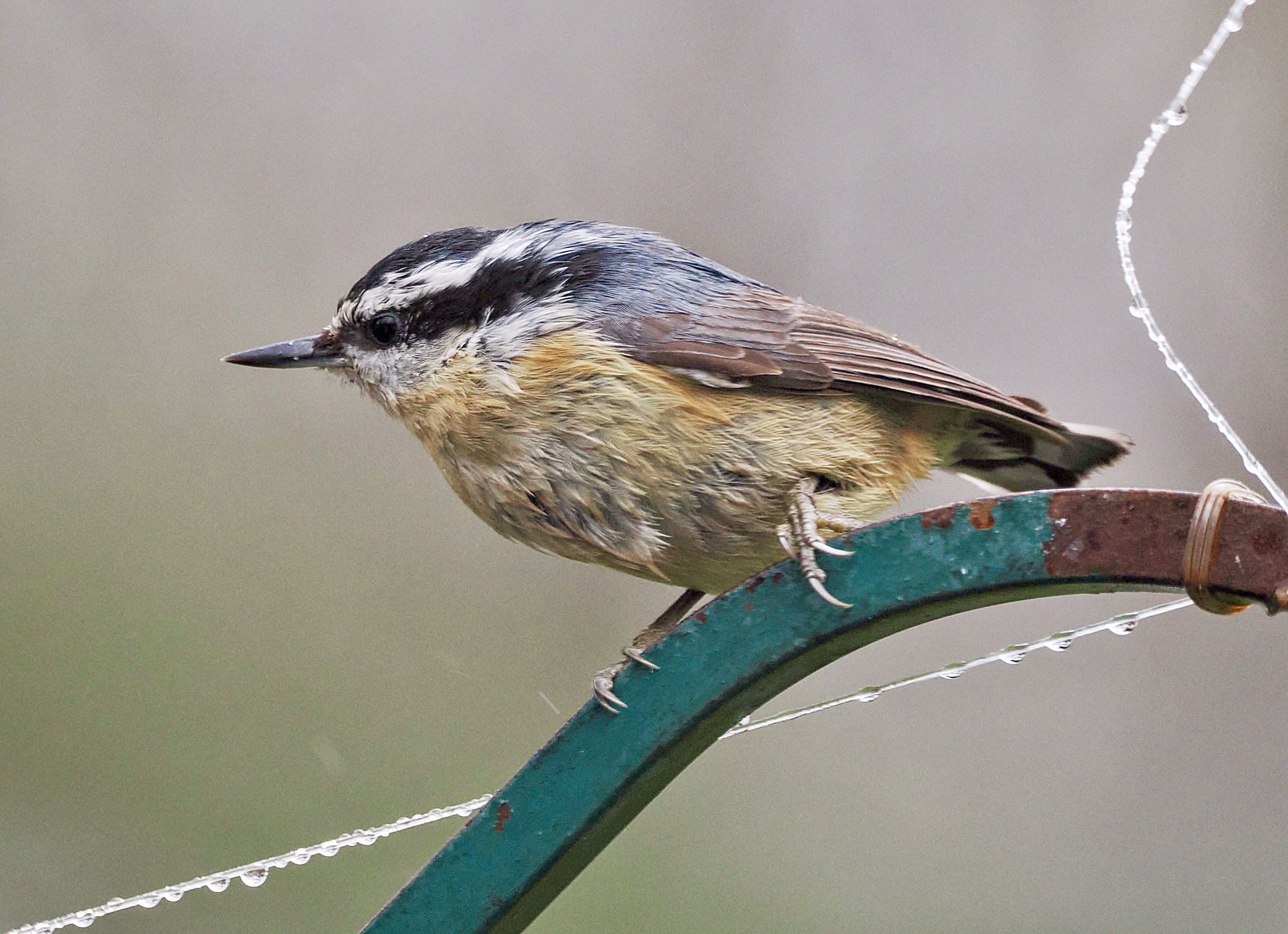 Maine! Wet birds… – Pic for Today