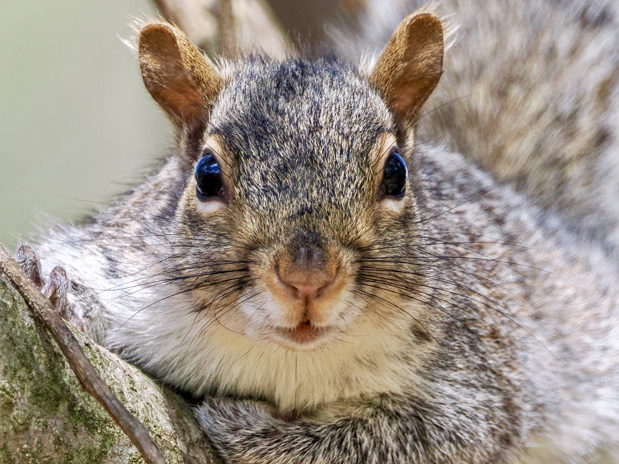 Maine! Grey Squirrel (I see you!) – Pic for Today