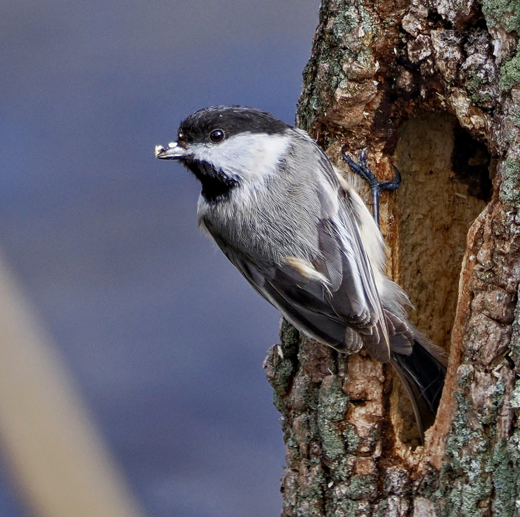 Maine! Chickadee at nest hole… – Pic for Today