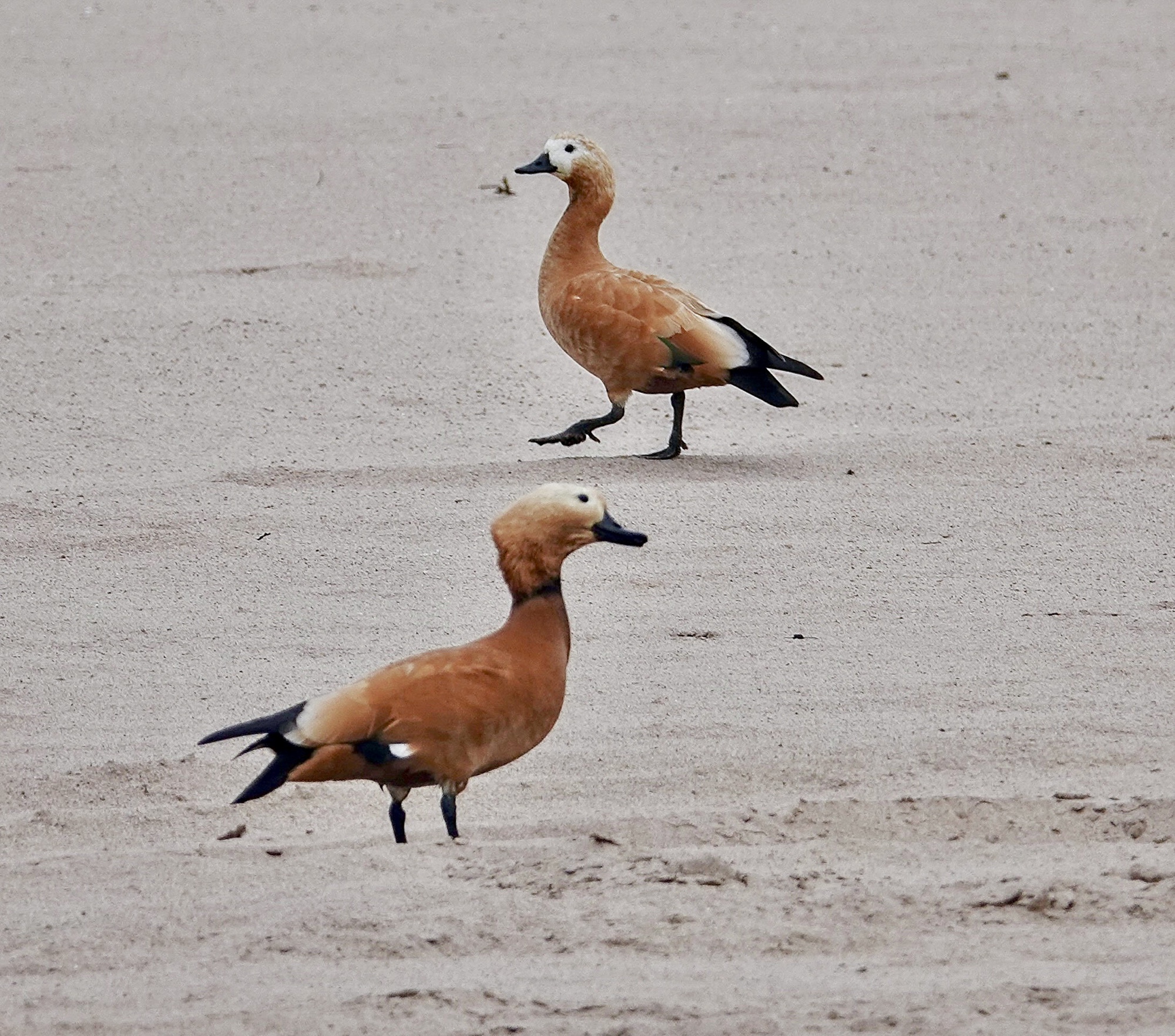 India! Ruddy Shelduck – Pic for Today