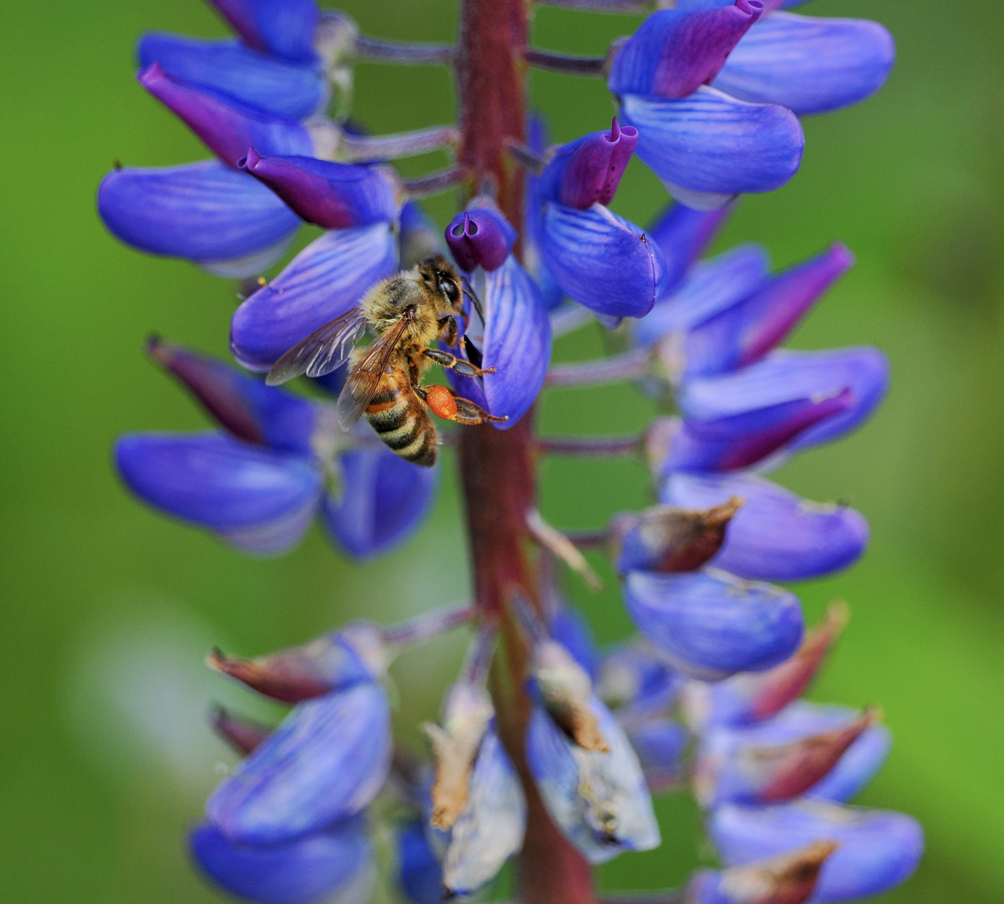 Maine! Bee in lupine – Pic for Today