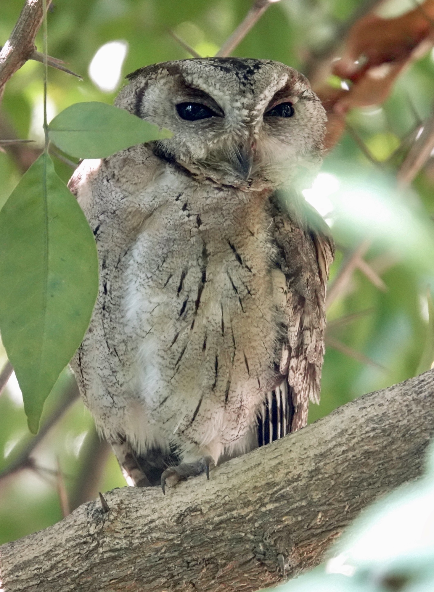 India! Indian Scopes Owl – Pic for Today