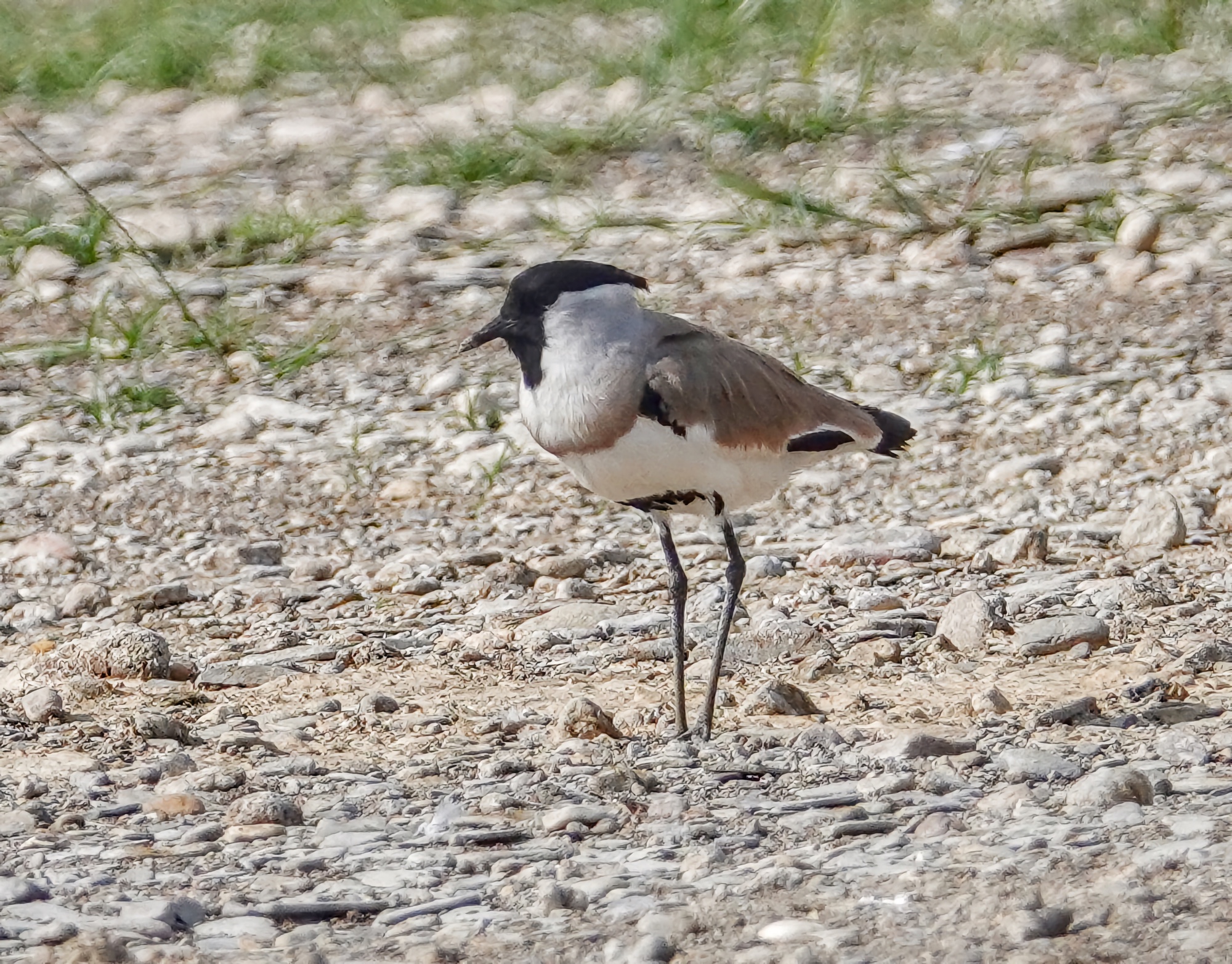 India! River Lapwing – Pic for Today