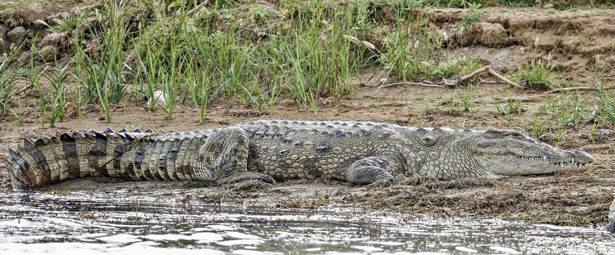 India Mugger Crocodile Pic For Today india-mugger-crocodile-pic-for-today