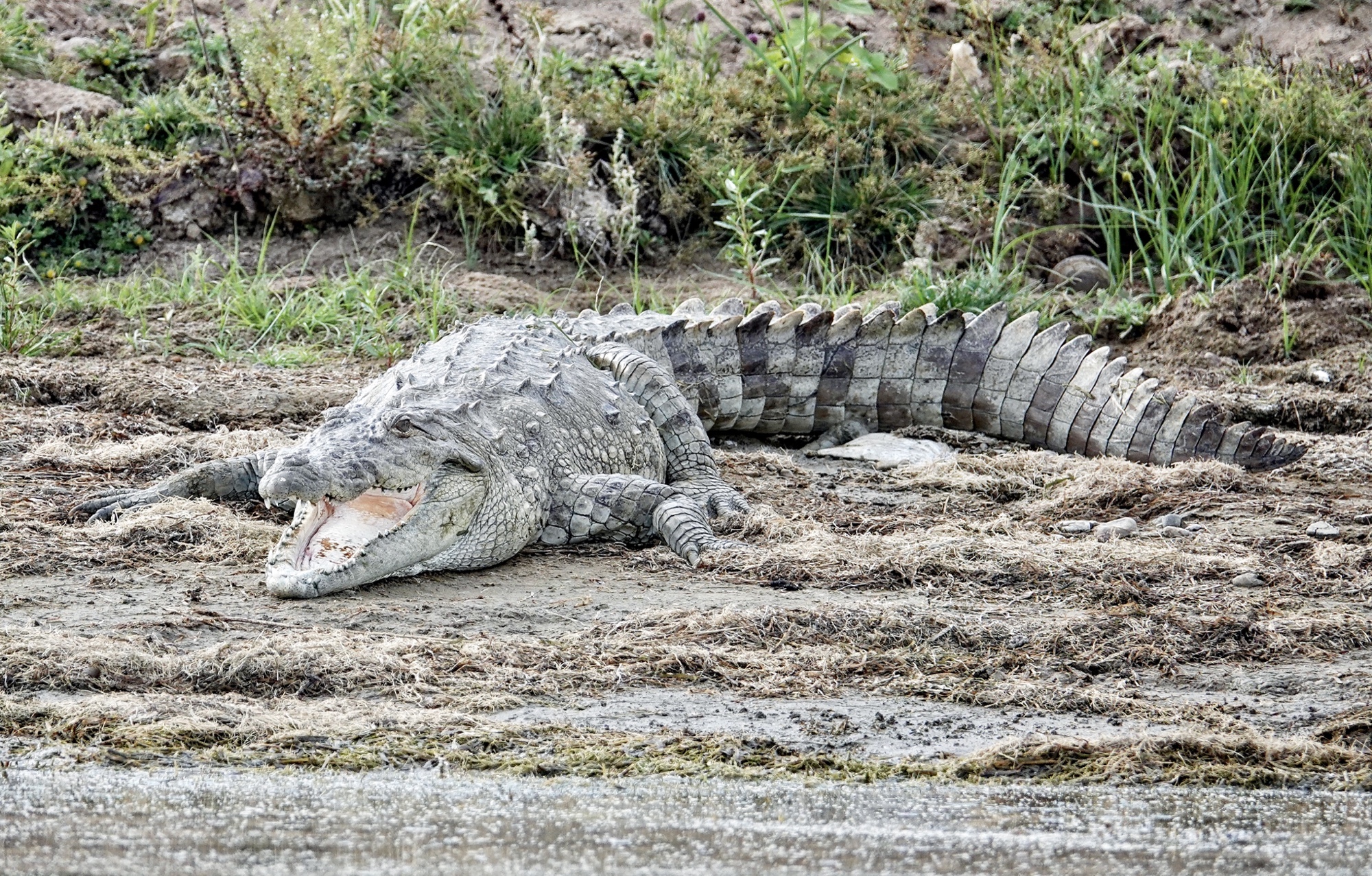 India Mugger Crocodile Pic For Today india-mugger-crocodile-pic-for-today