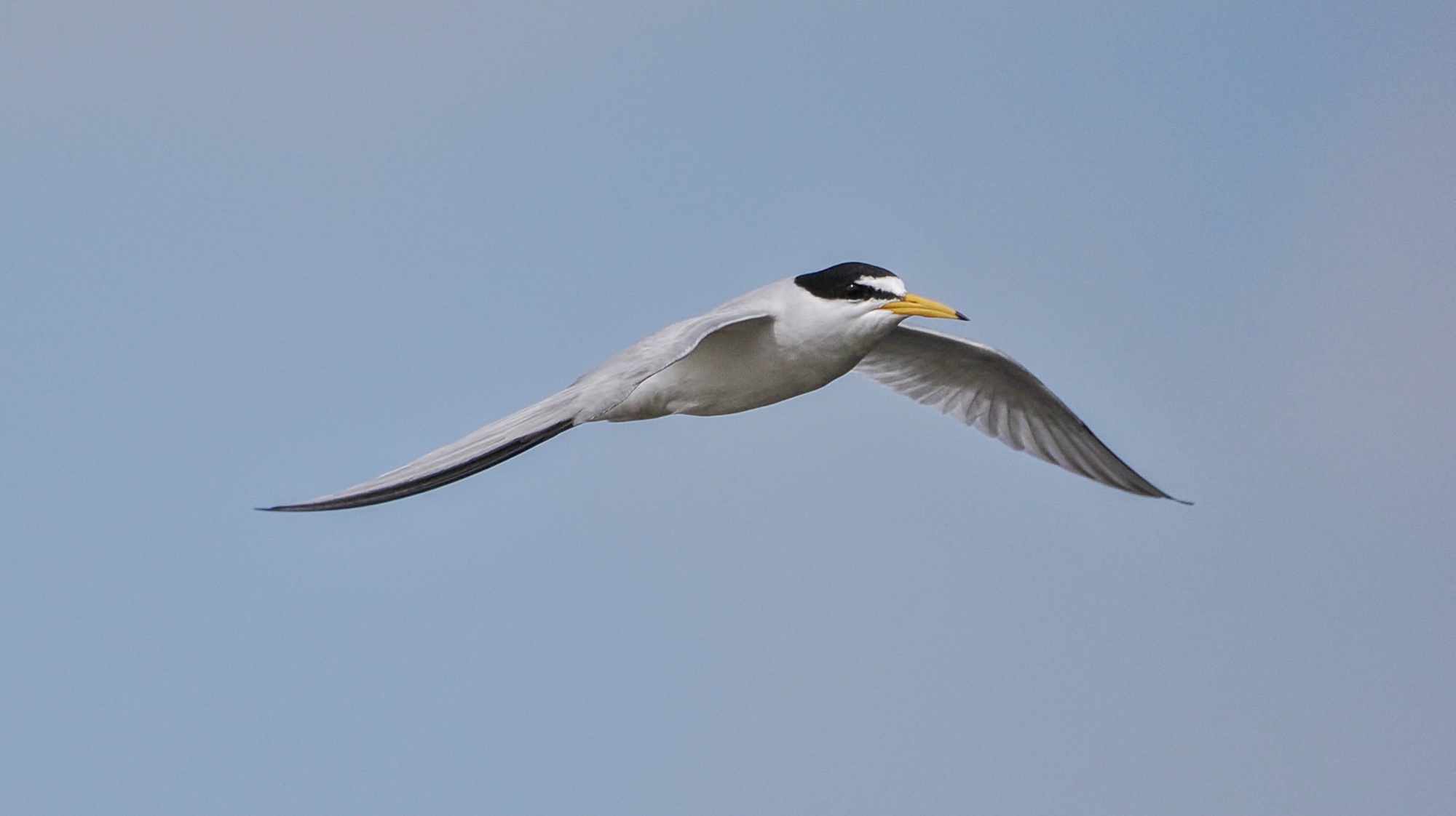 Least Tern Flying
