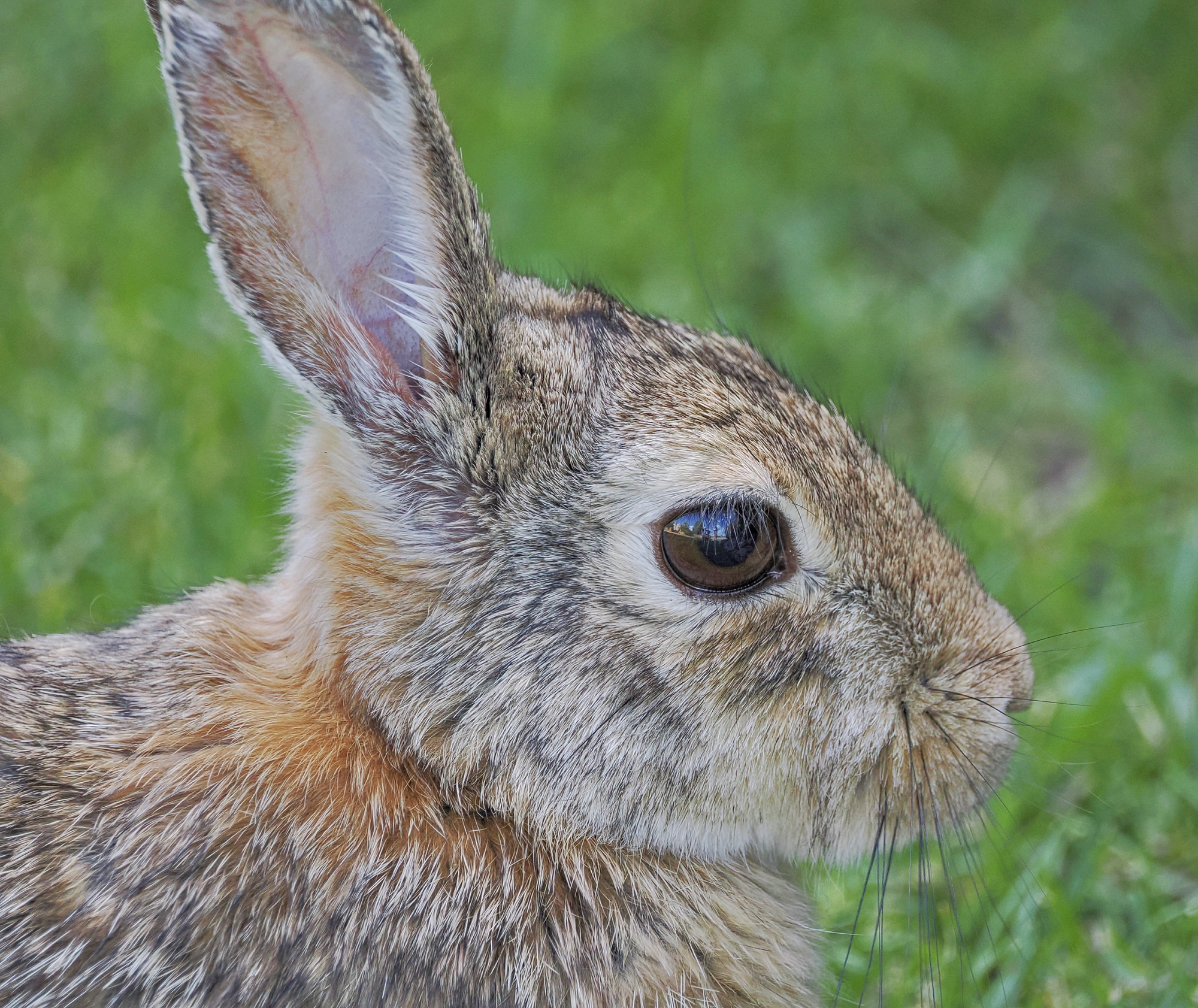 Colorado! Bunnies – Pic for Today