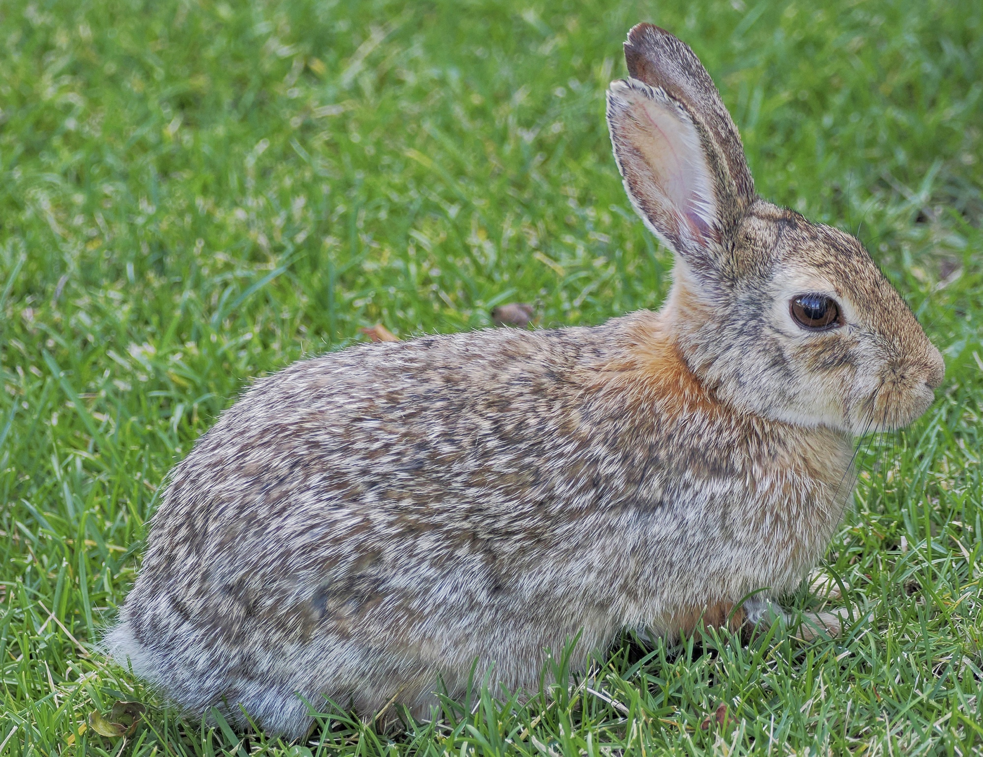 Colorado! Bunnies – Pic for Today