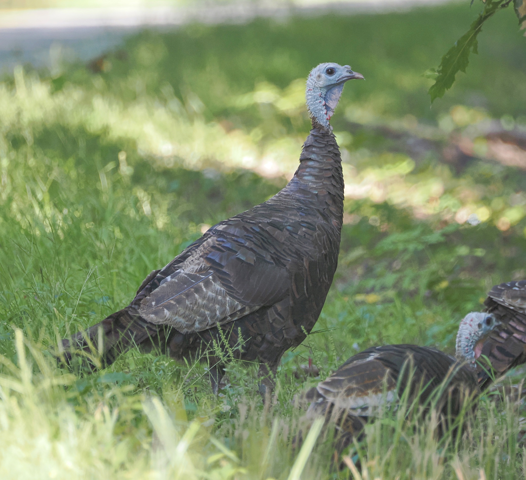 Maine! A haggle of hen turkeys – Pic for Today