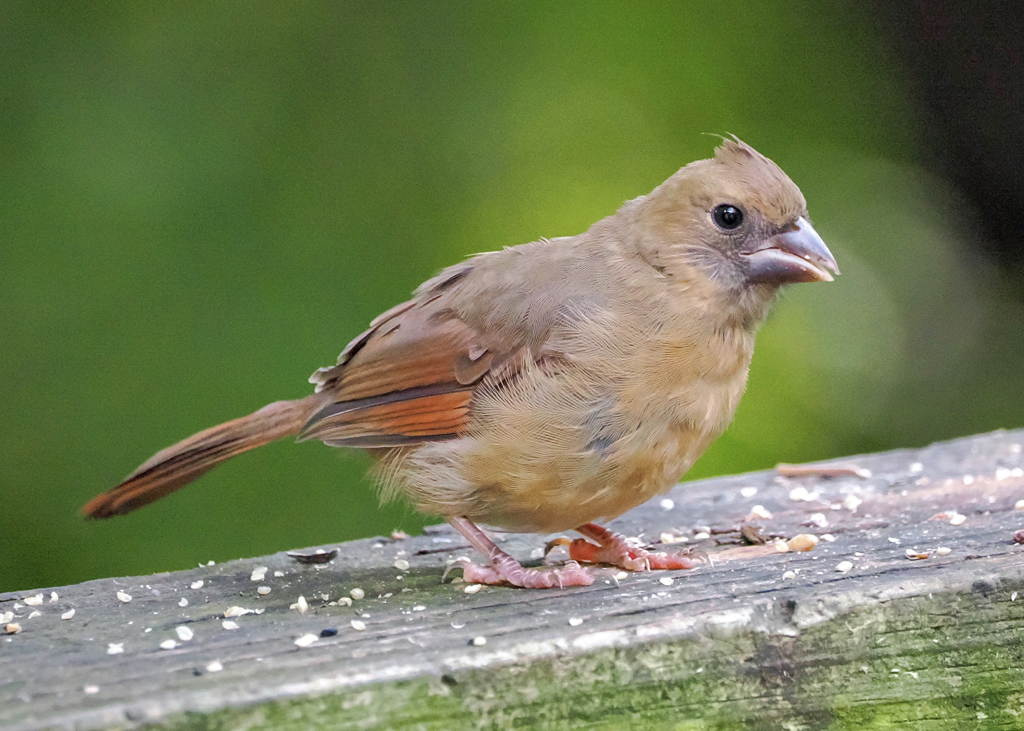 Maine! Juvenile Cardinal – Pic for Today