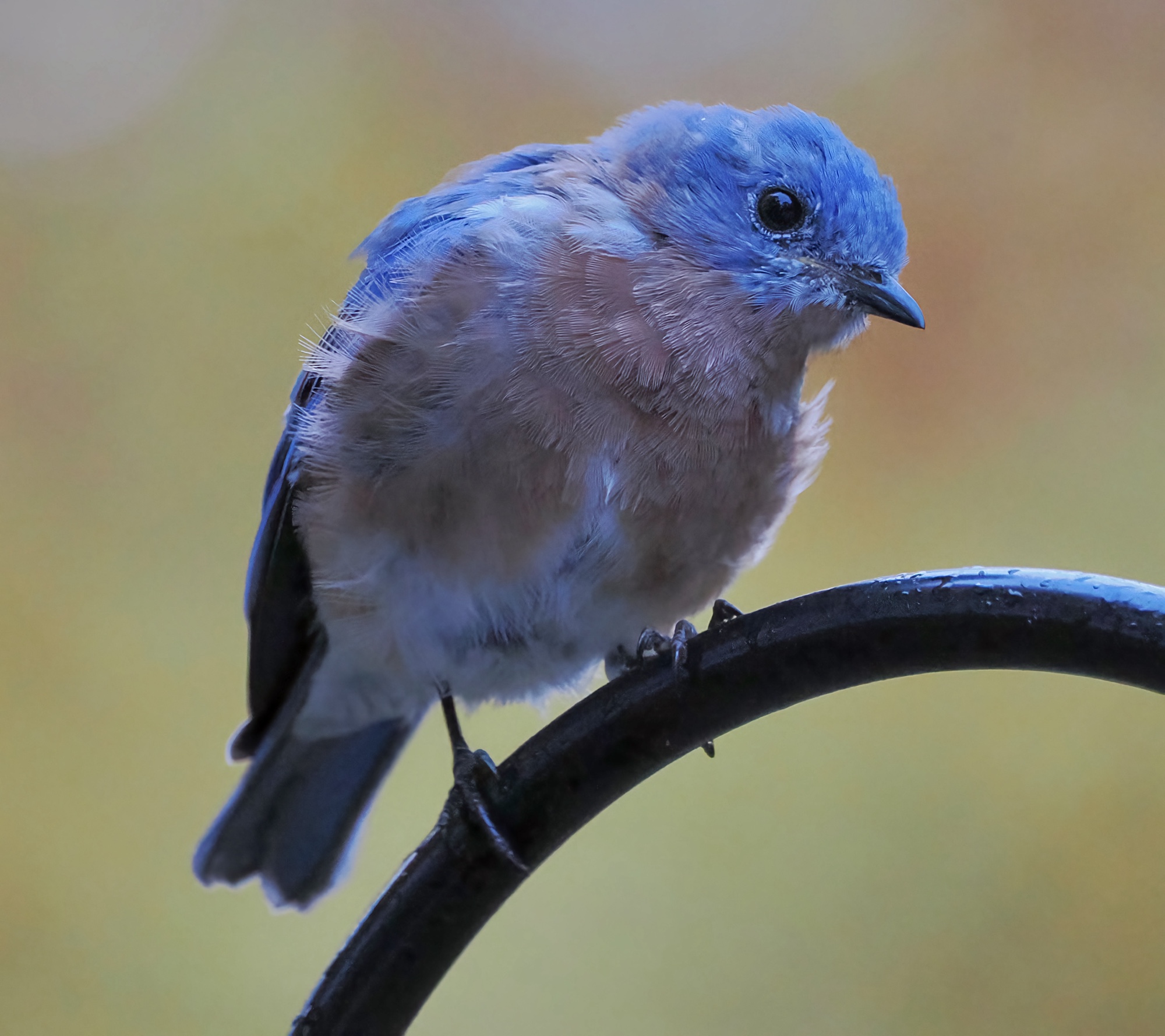 Maine! Bluebird in autumn – Pic for Today