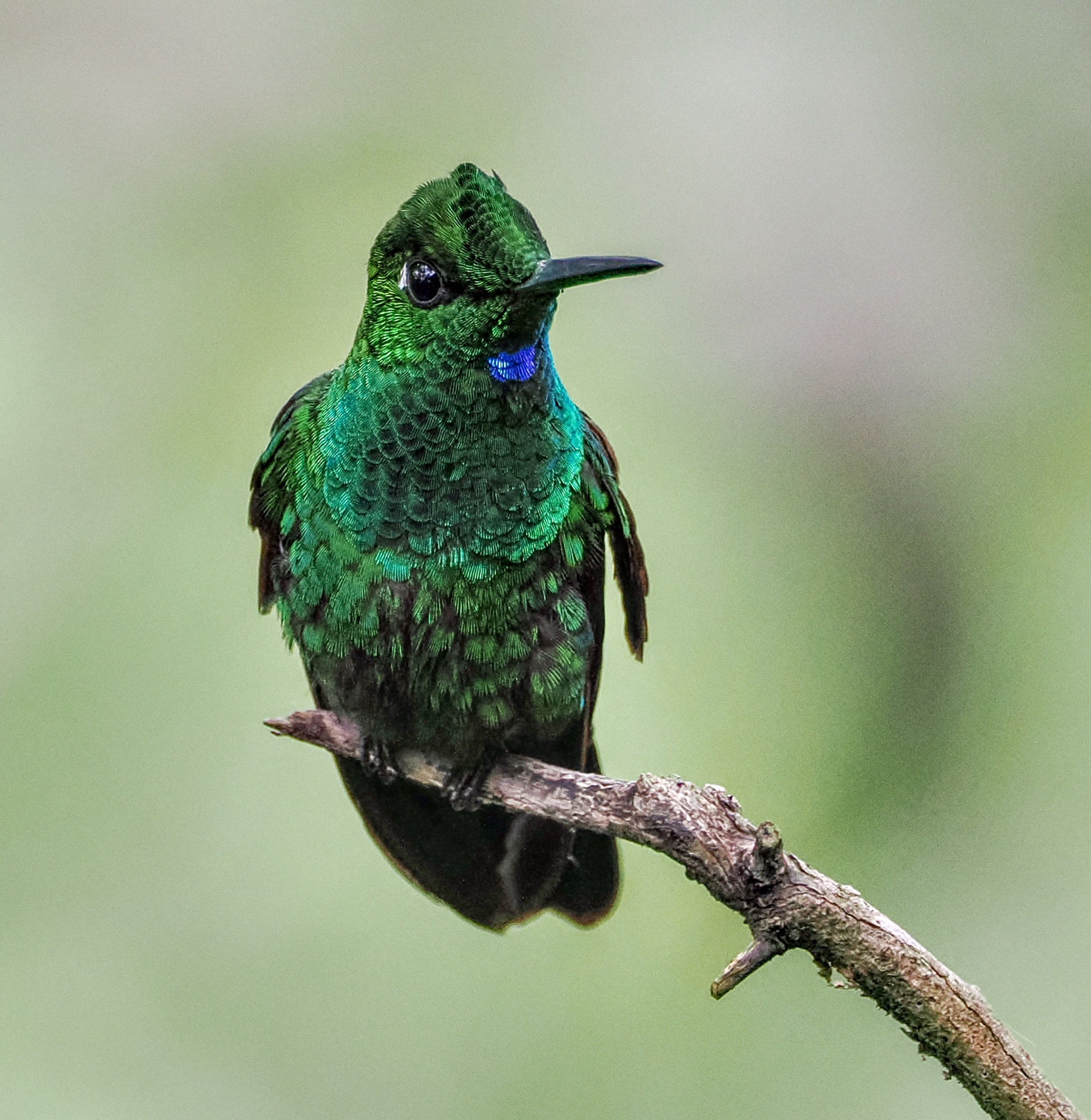 Costa Rica! Green-crowned Brilliant – Pic for Today