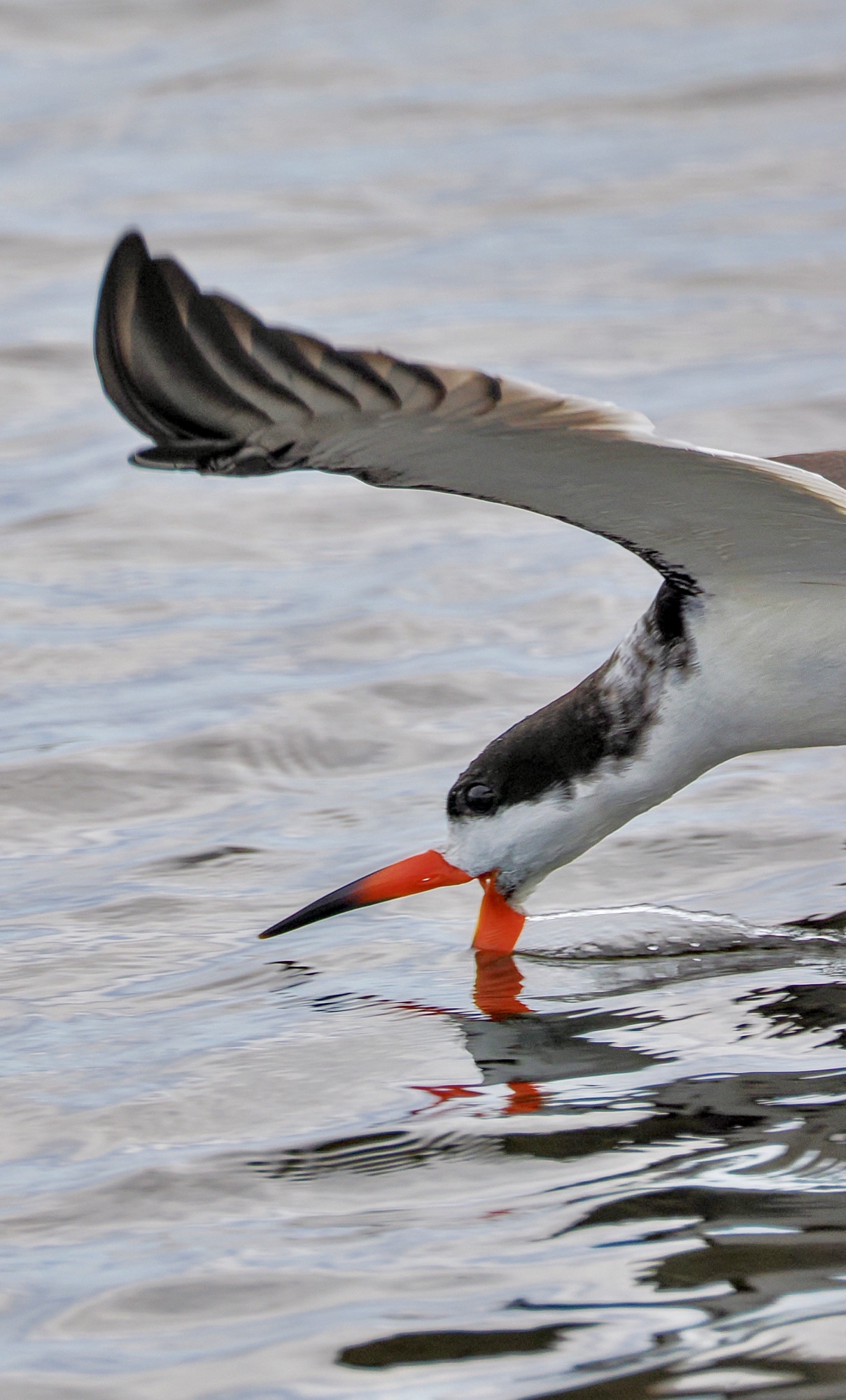 Florida! Skimmer – Pic for Today