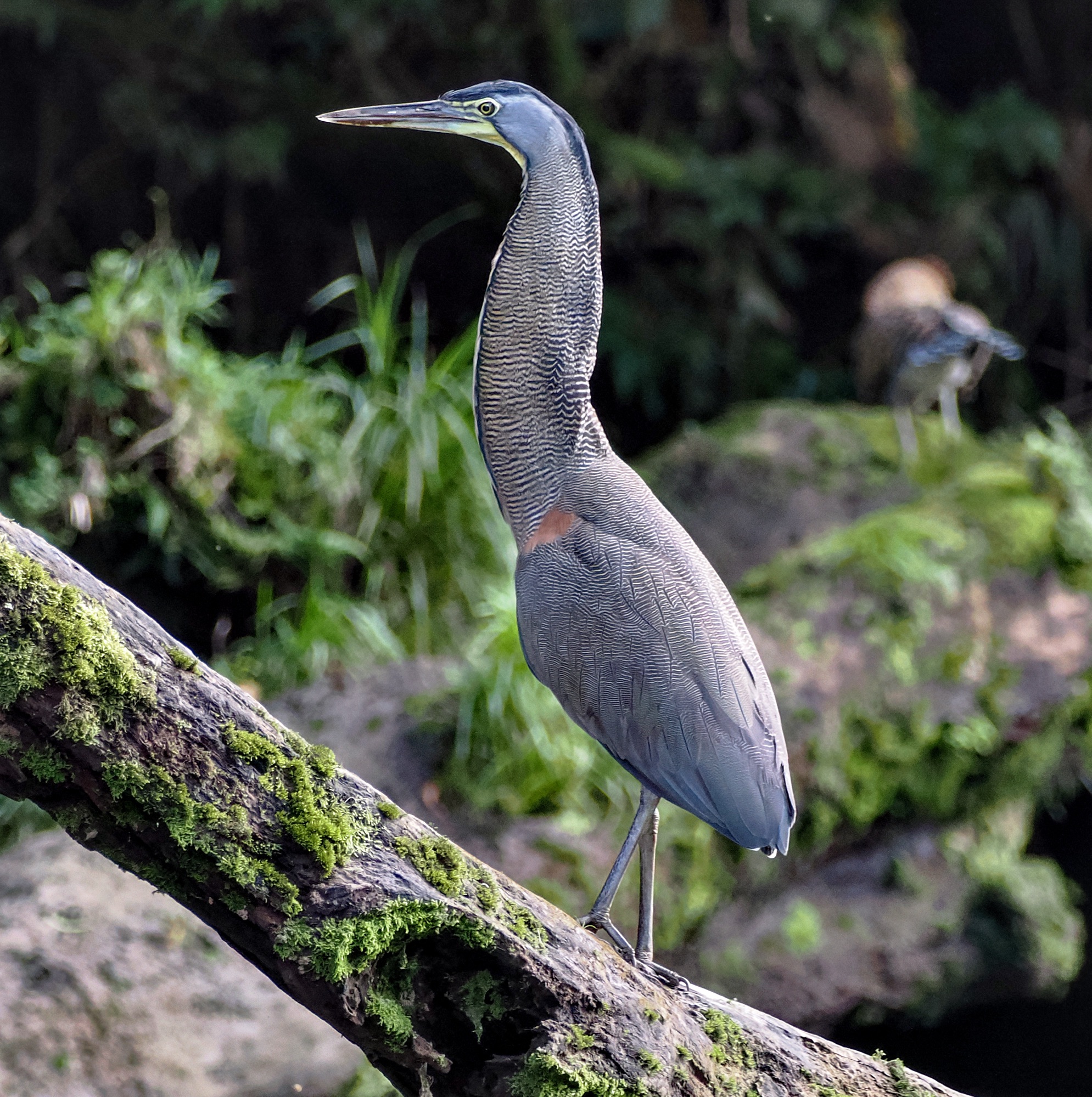 Costa Rica! Tiger – Pic for Today