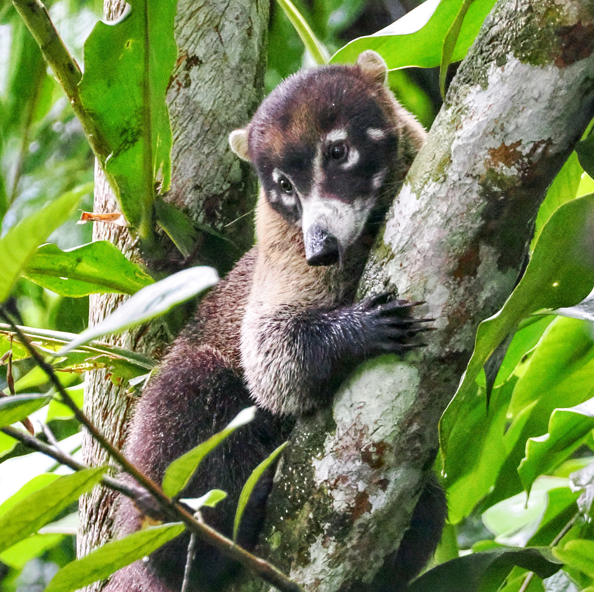 Costa Rica! Coati – Pic for Today