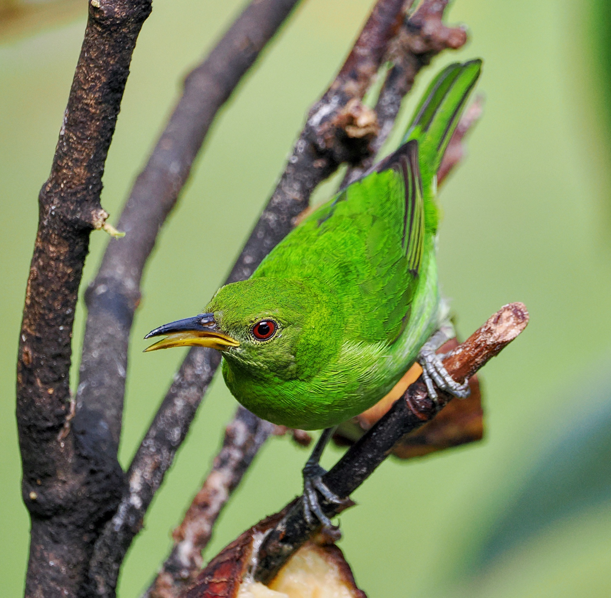 Costa Rica! Green Honeycreeper – Pic for Today