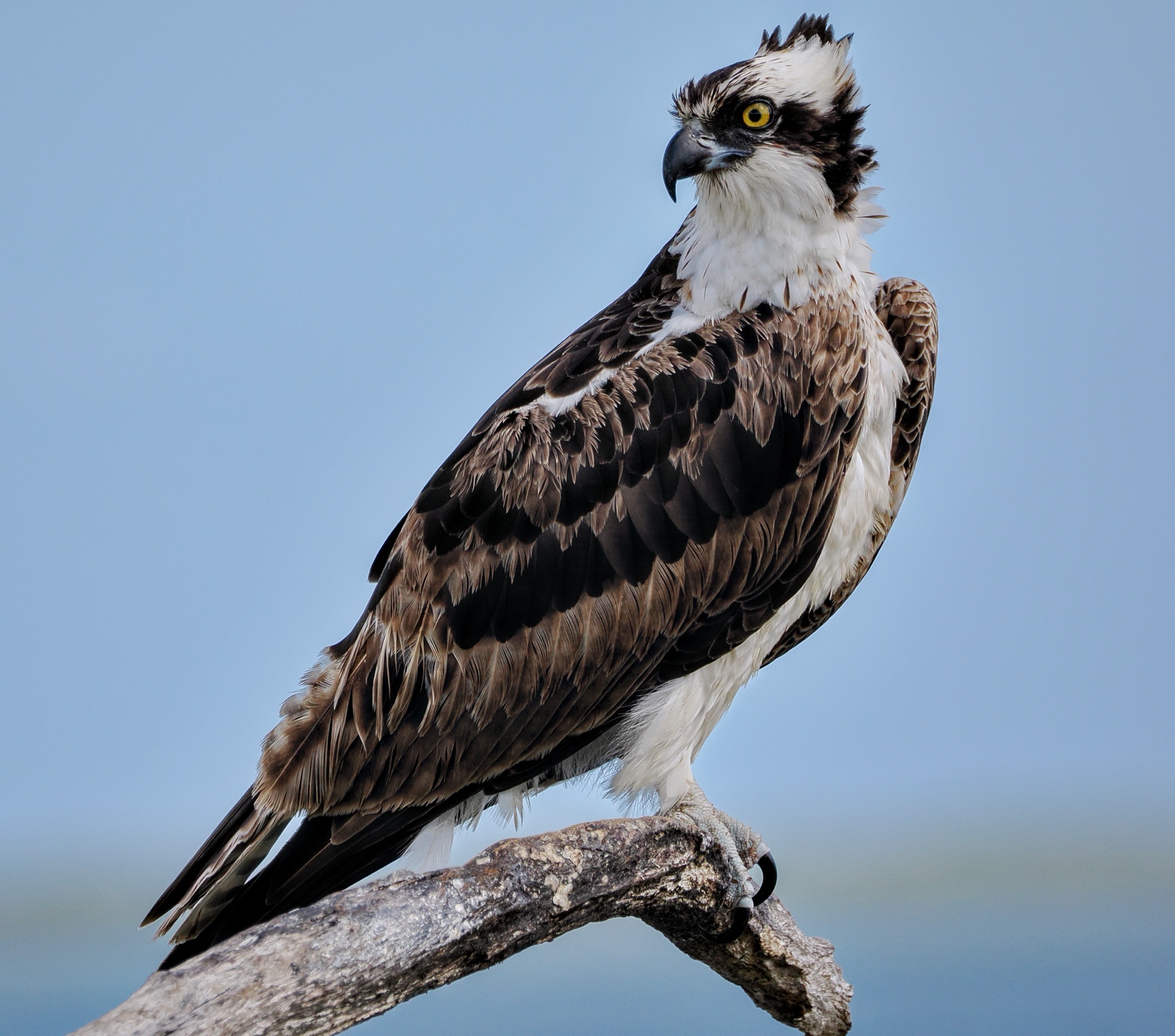 Florida! Osprey eye – Pic for Today