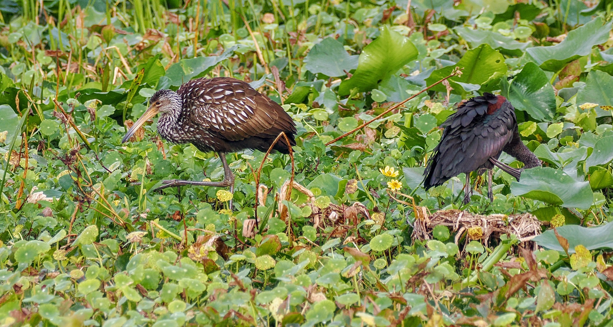 Florida! Limpkin and company – Pic for Today