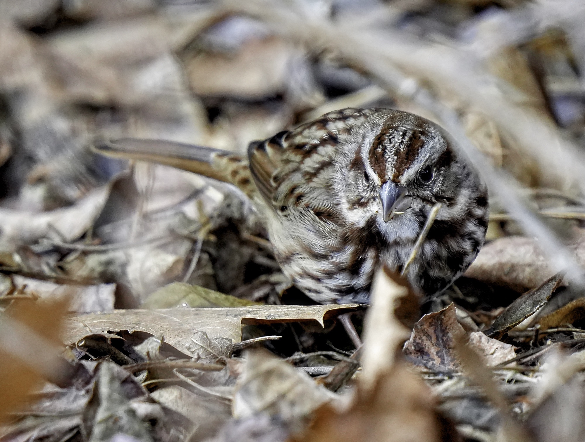Maine! Skulking Sparrow – Pic for Today