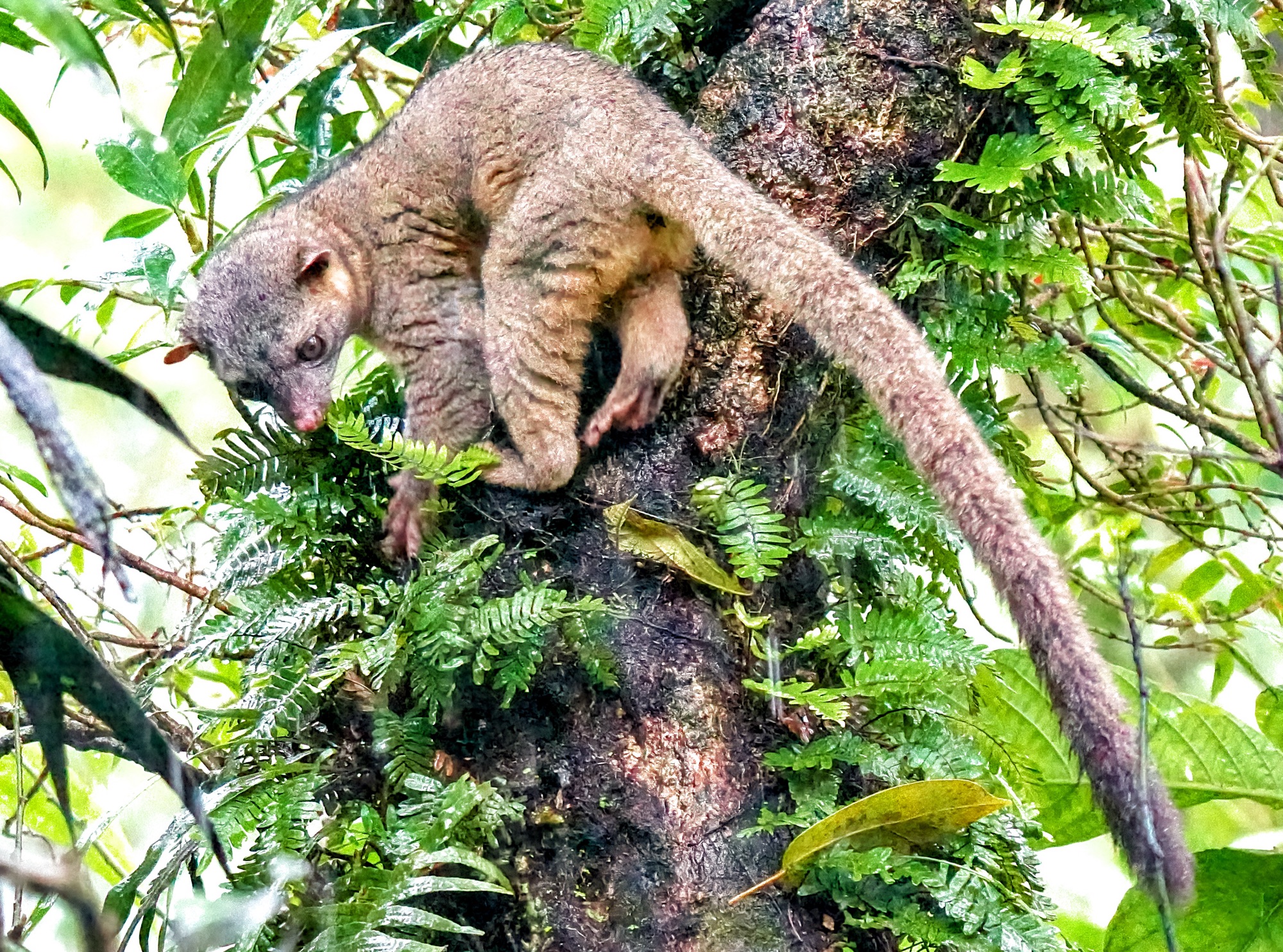 Costa Rica! Olingo – Pic for Today