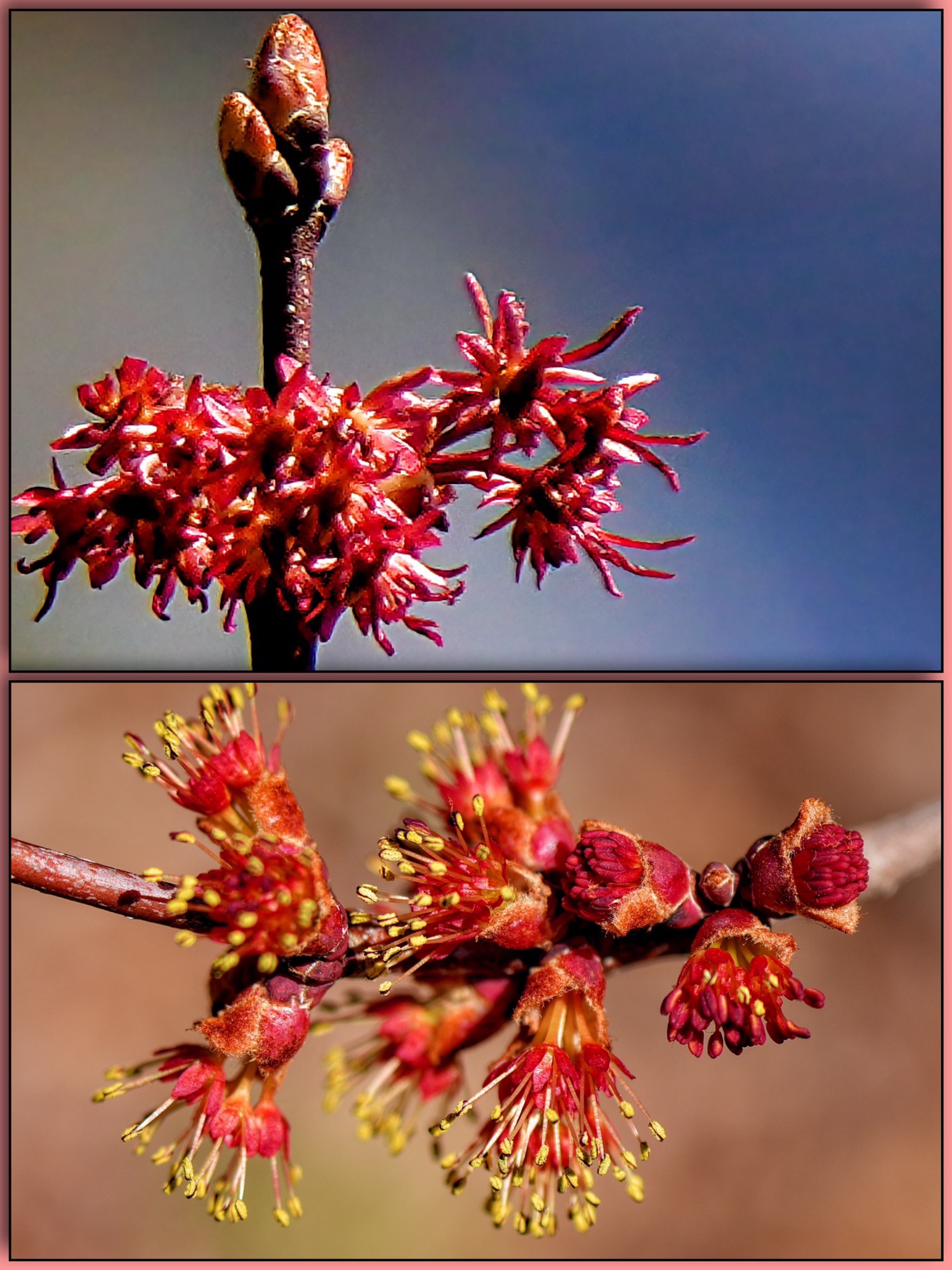 Male and Female Maple – Pic for Today