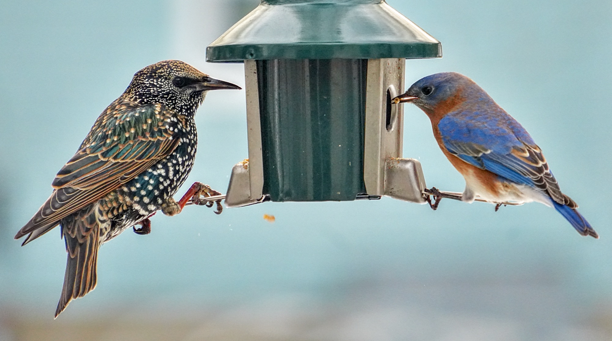 Starling – Pic for Today
